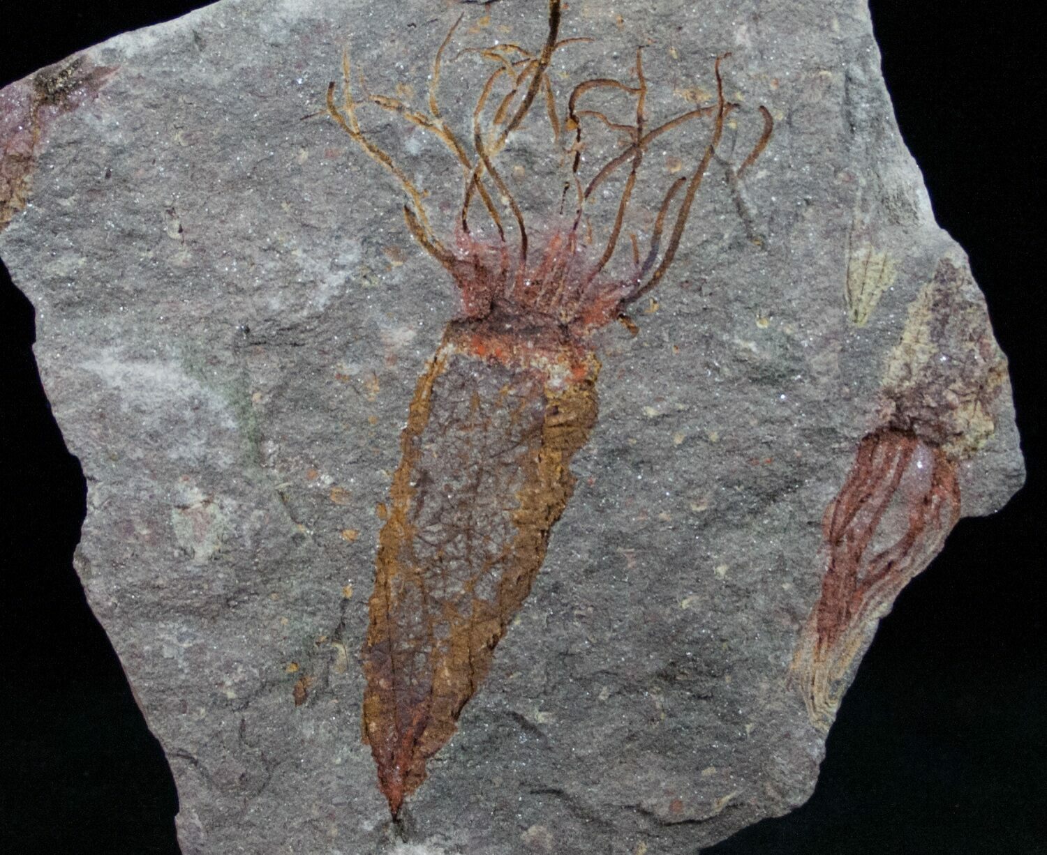 Eocrinoid (Ascocystites) From Morocco - Ordovician For Sale (#13719 ...