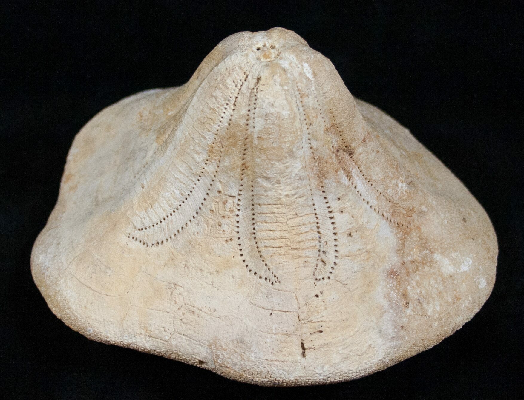 Clypeaster - Alchetron, The Free Social Encyclopedia