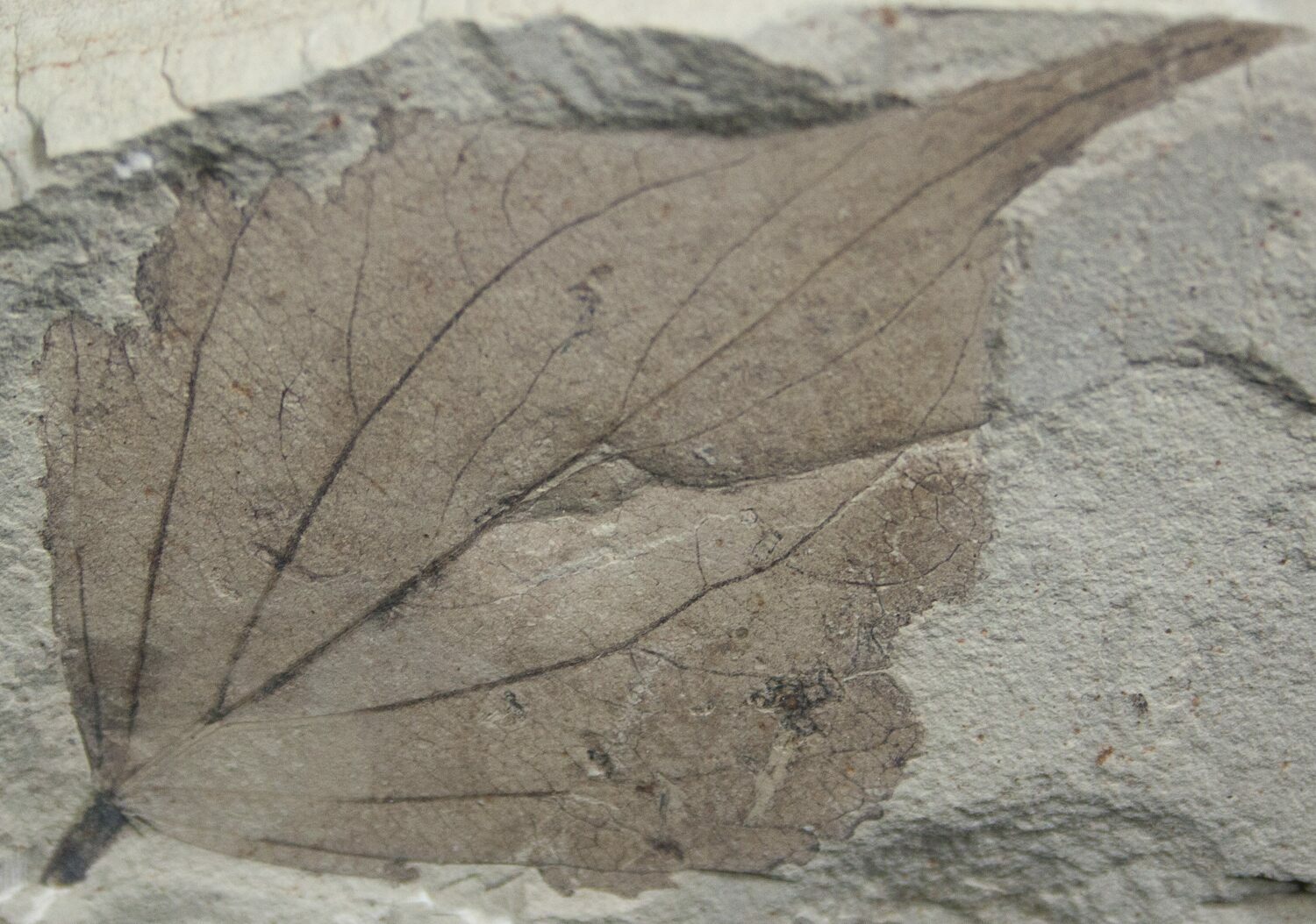 Fossil Poplar Leaf - Green River Formation For Sale (#2311) - FossilEra.com