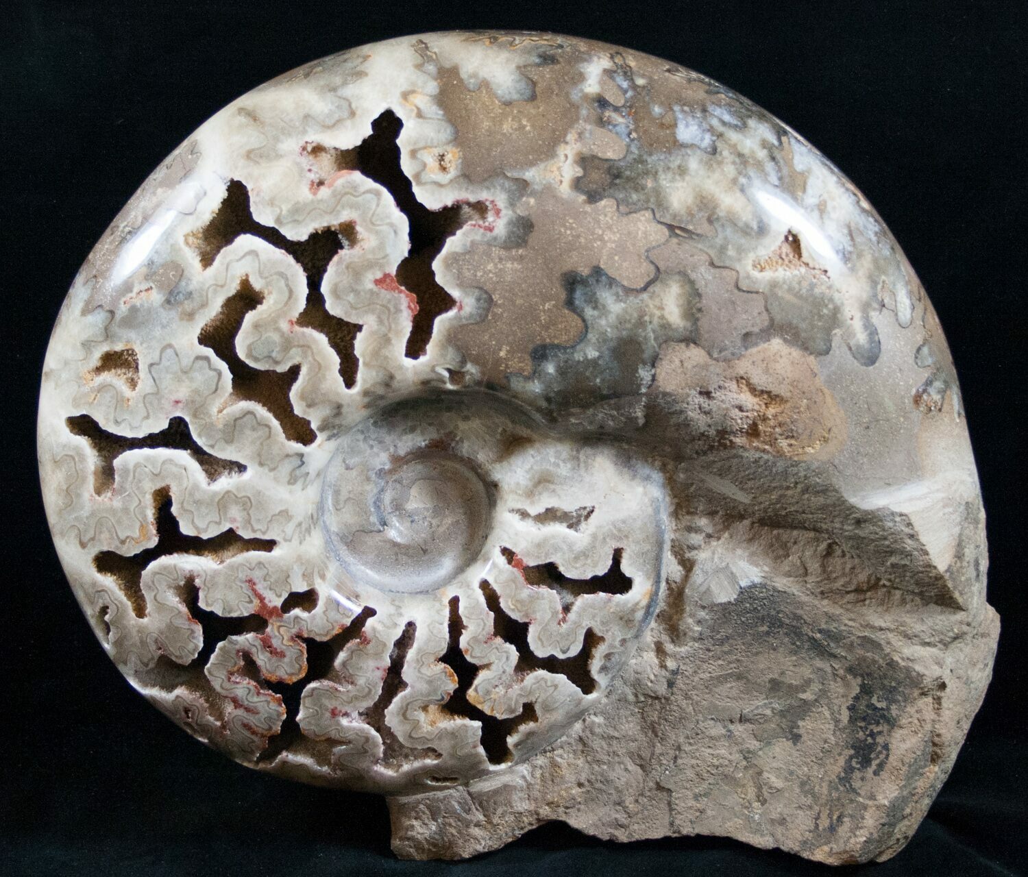 Massive 11.3" Polished Ammonite With Stone Base For Sale (#13835 ...