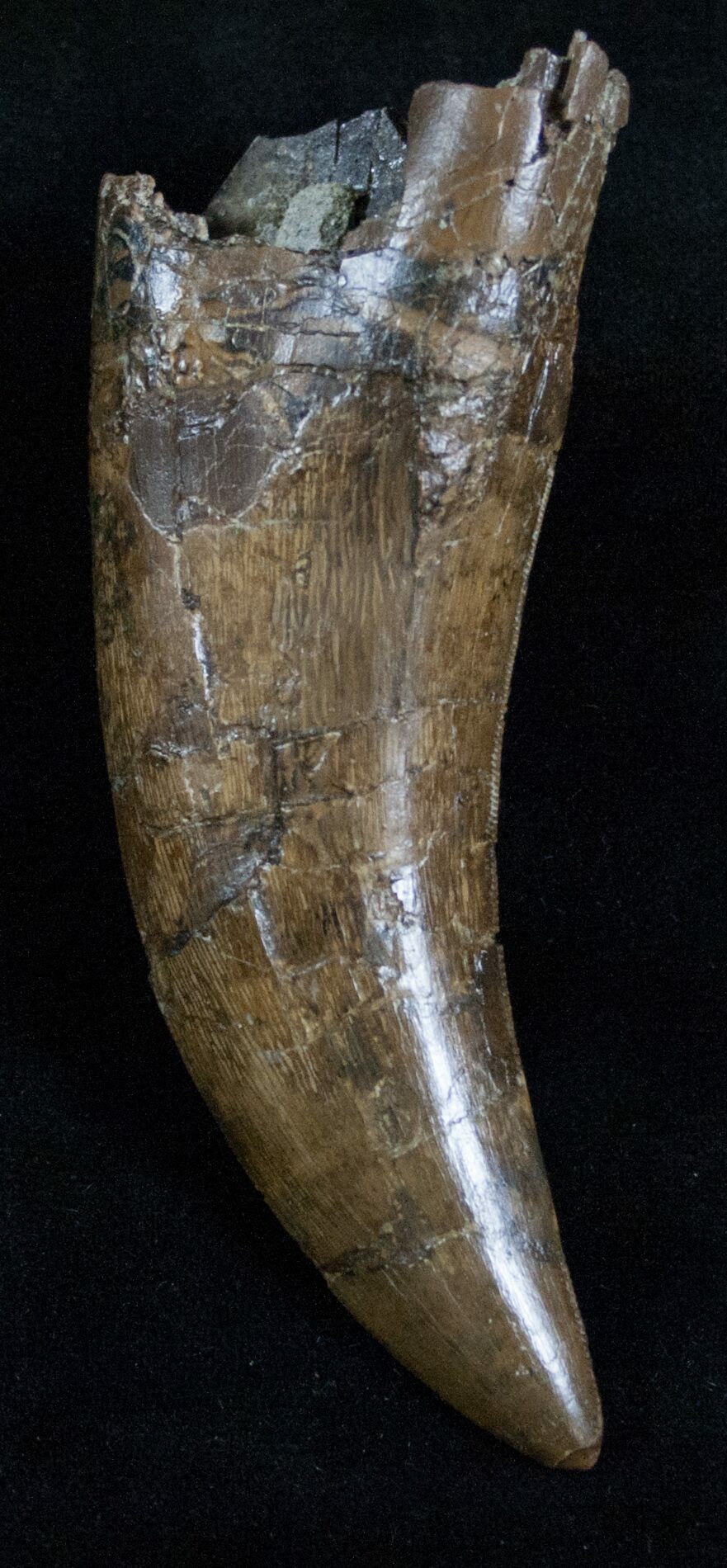 Giant 3.77" Daspletosaurus (Tyrannosaur) Tooth For Sale (#13869 ...