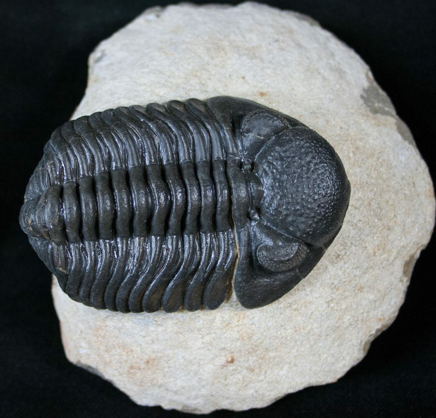 Stunning 2.5" Phacops Trilobite - Mrakib, Morocco For Sale (#13940 ...
