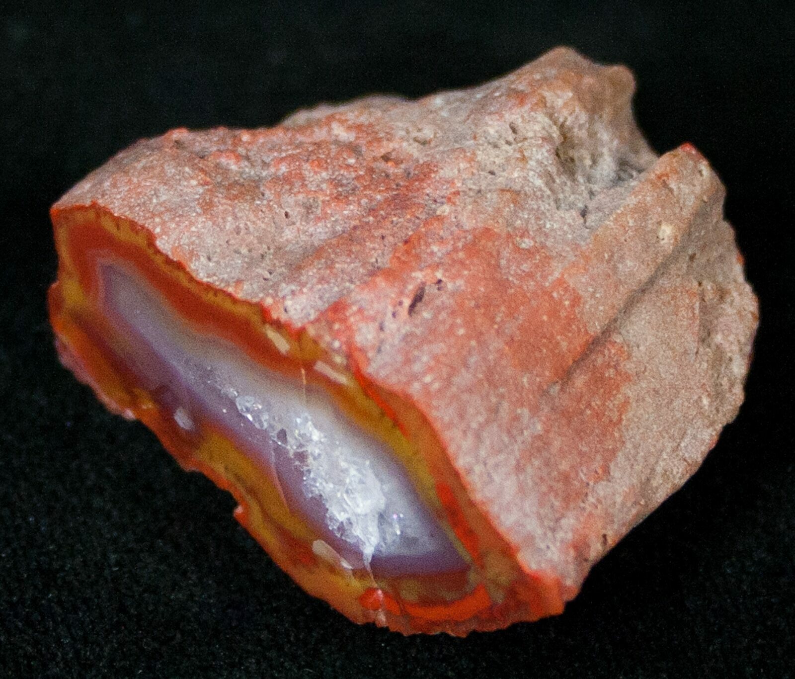 Small Yellow Cat Petrified Wood Limb For Sale (#14090) - FossilEra.com