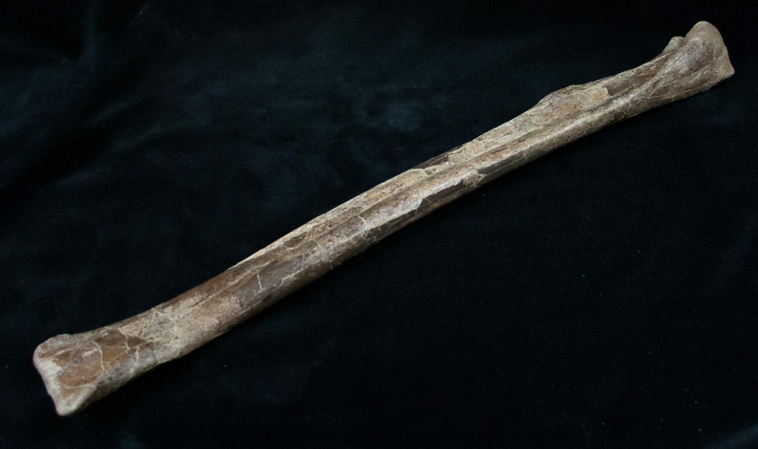 15" Theropod Tibia (Juvenile Tyrannosaurid?) For Sale (#14304 ...