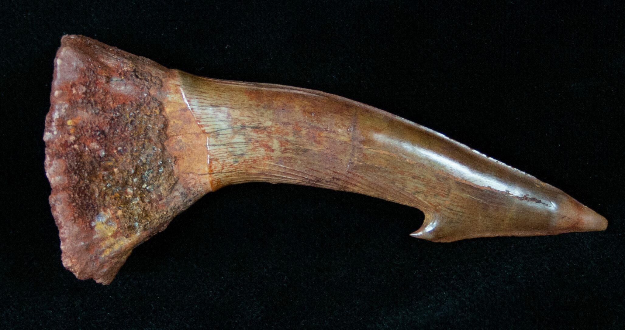 Fossil Onchopristis Teeth For Sale - FossilEra.com