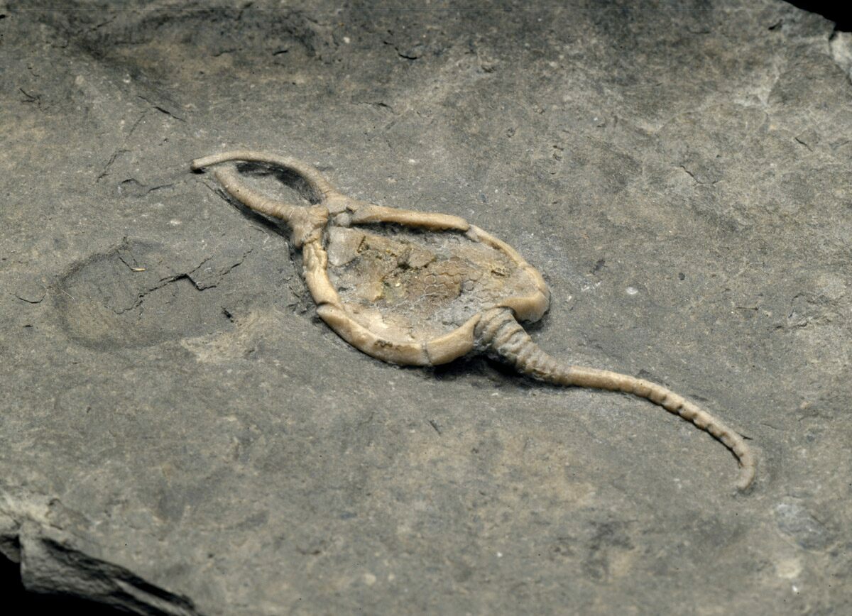 Pleurocystites - Alchetron, The Free Social Encyclopedia