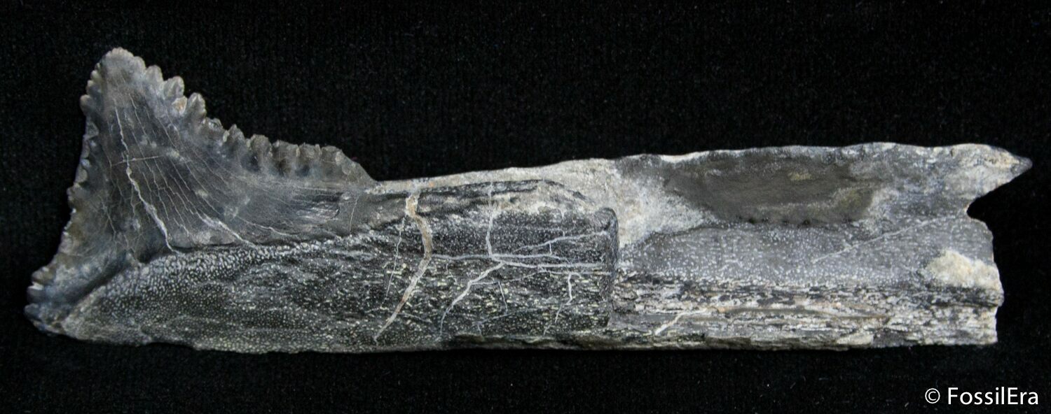 Bizarre Edestus Shark Tooth/Jaw - Carboniferous For Sale (#2406 ...
