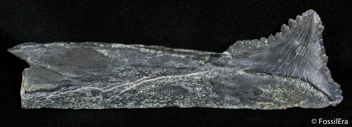 Bizarre Edestus Shark Tooth/Jaw - Carboniferous For Sale (#2406 ...