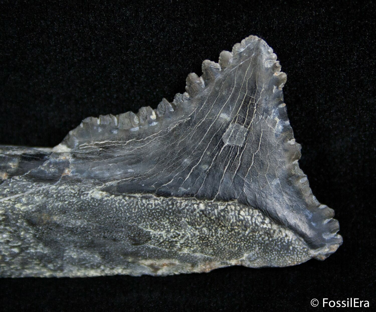 Bizarre Edestus Shark Tooth/Jaw - Carboniferous For Sale (#2406 ...