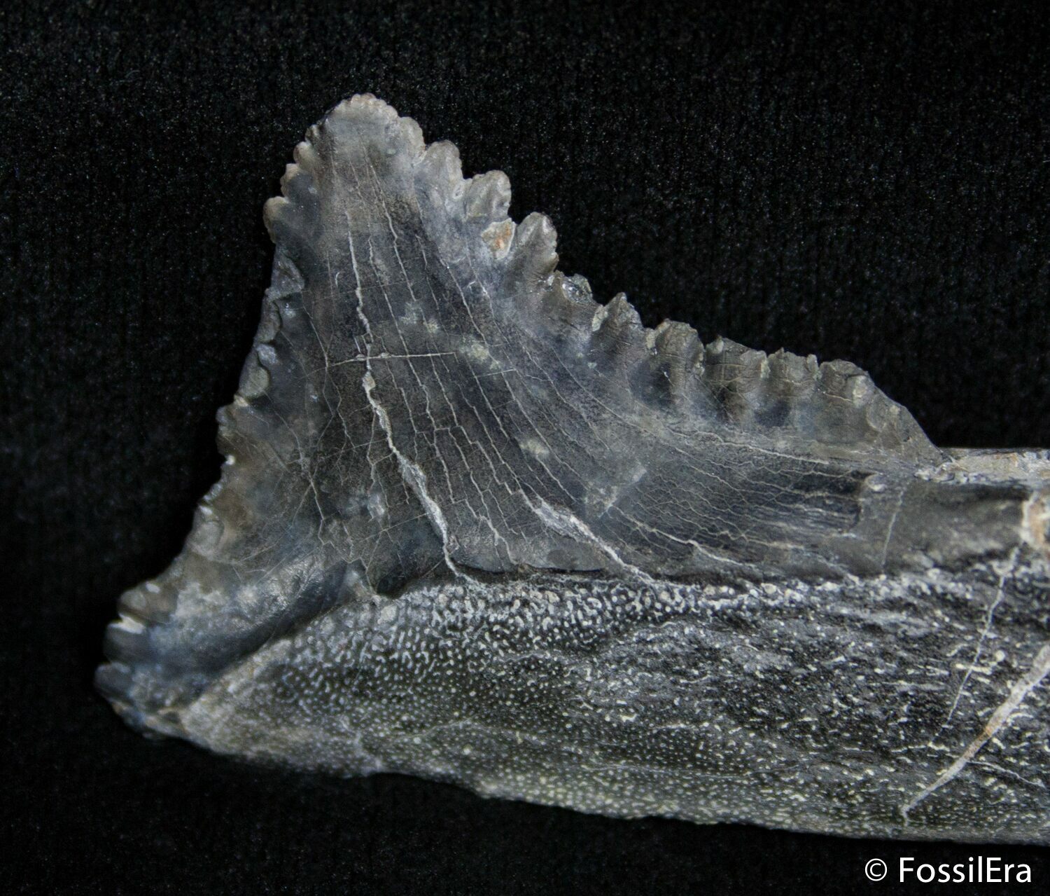 Gomphothere Lower Jaw Section Rare Multiple Teeth Fossil
