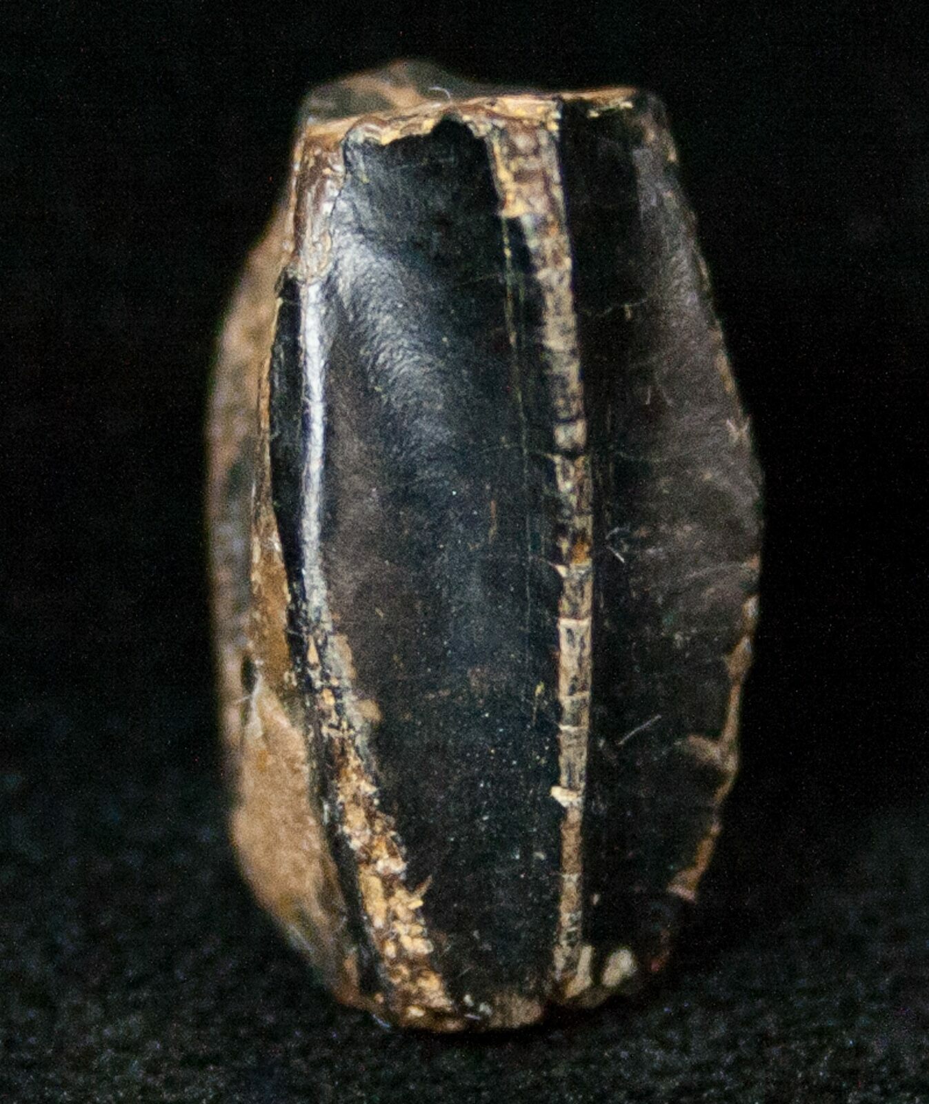 .72" Hadrosaur (Duck-Billed Dinosaur) Tooth - Judith River For Sale ...