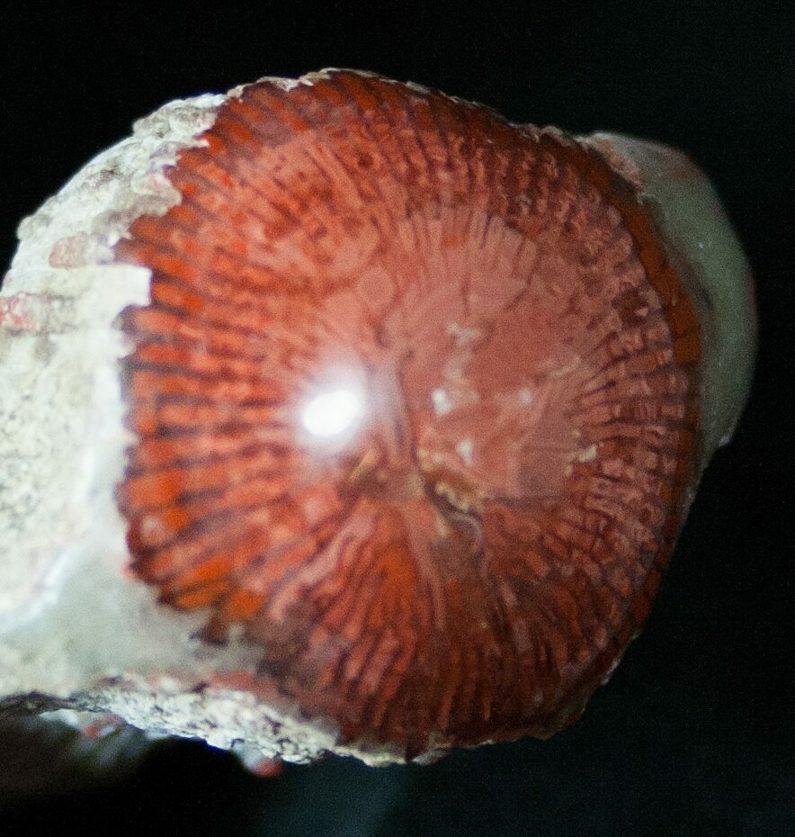 300 Million Year Old Polished Red Horn Coral - Utah For Sale (#14857 ...