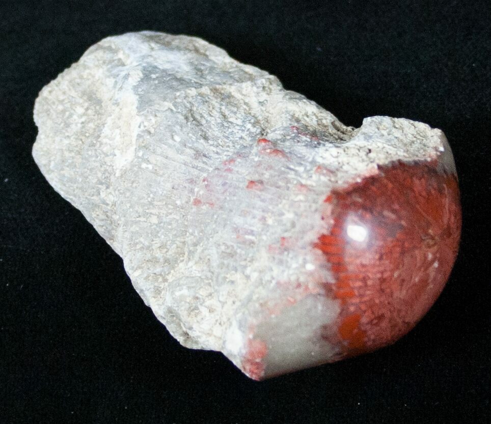 300 Million Year Old Polished Red Horn Coral - Utah For Sale (#14857 ...