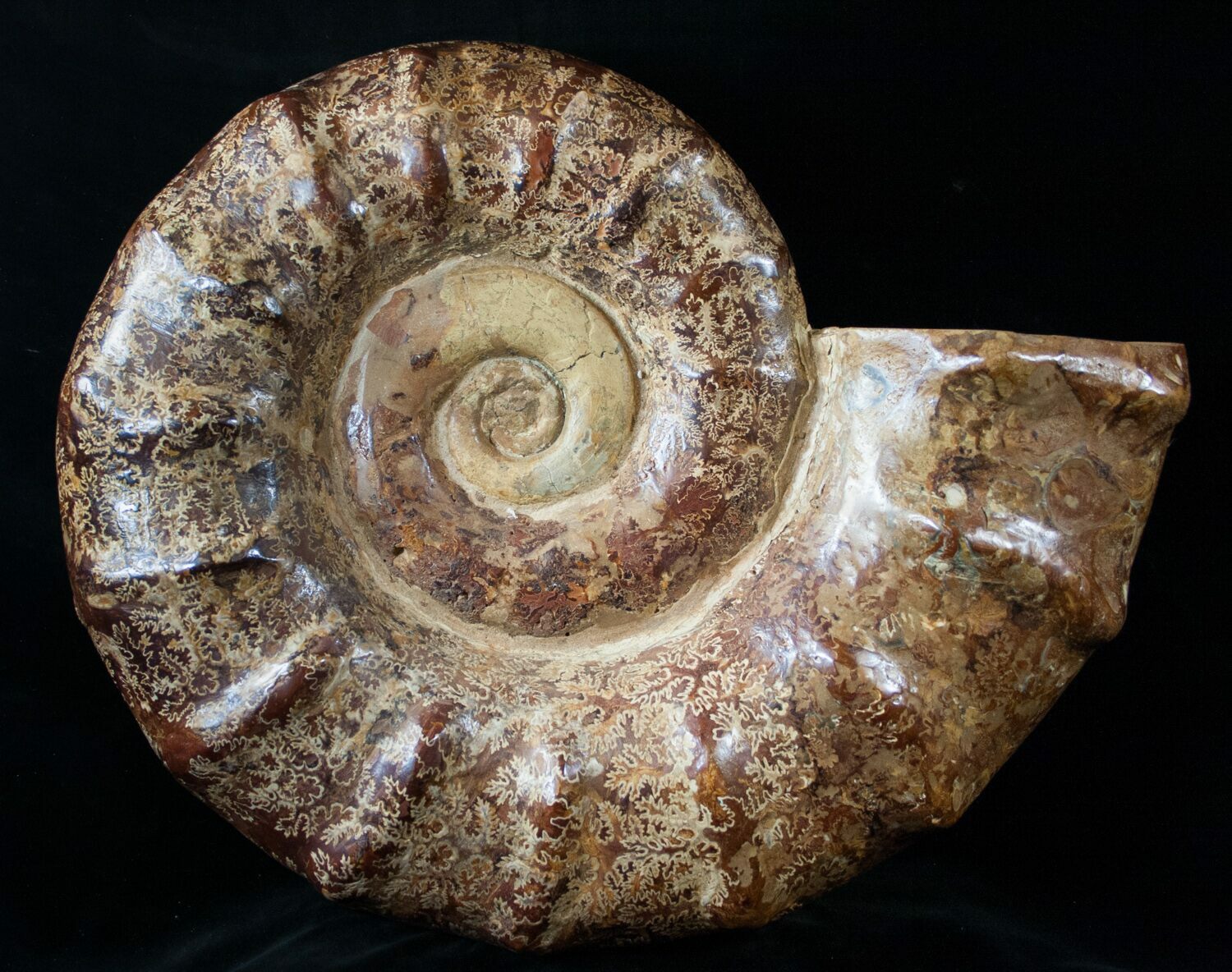 Massive 18" Wide Ammonite Fossil - Madagascar For Sale (#14917 ...