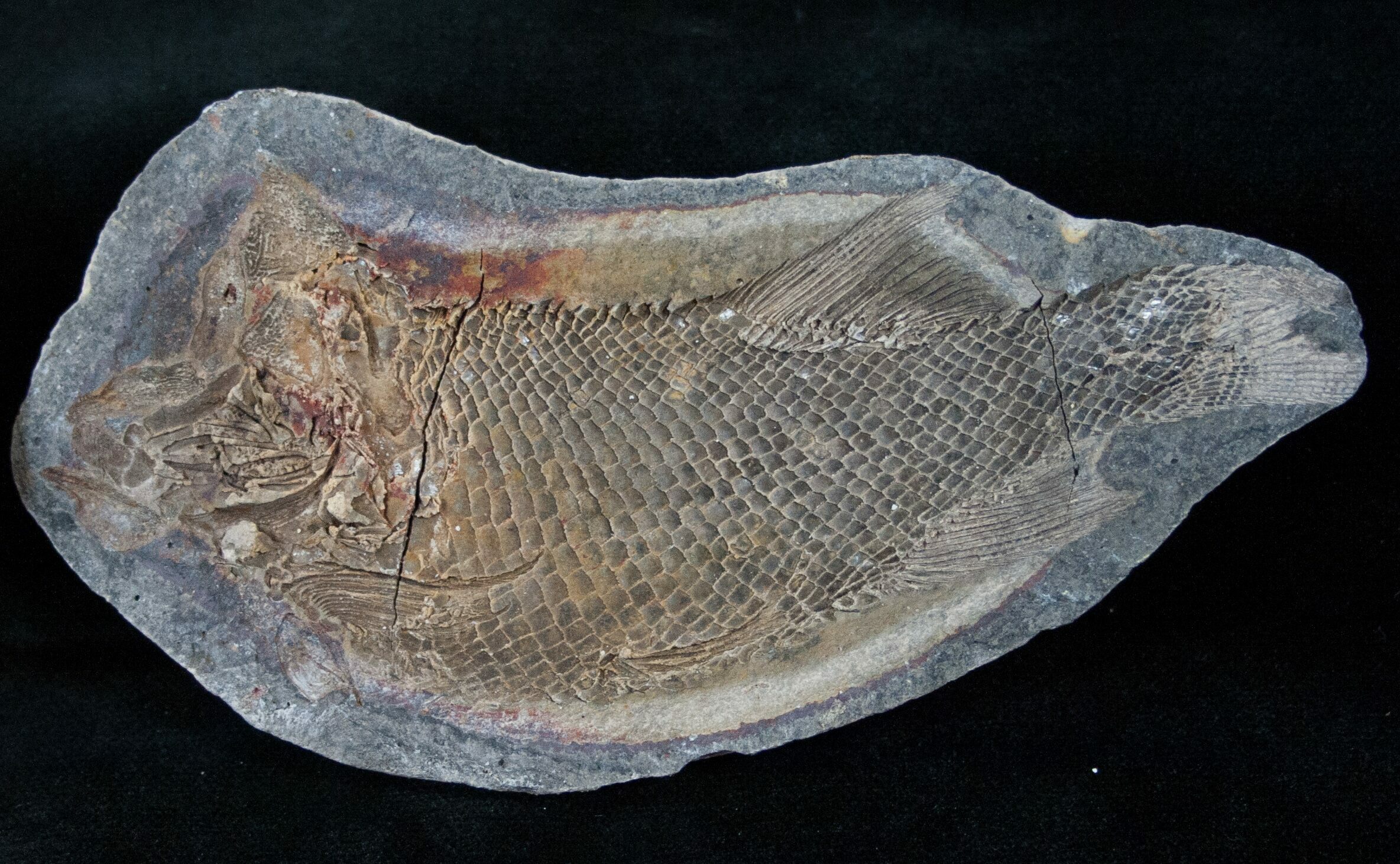 4.4" Pteronisculus Fossil Fish From Madagascar - Triassic For Sale ...