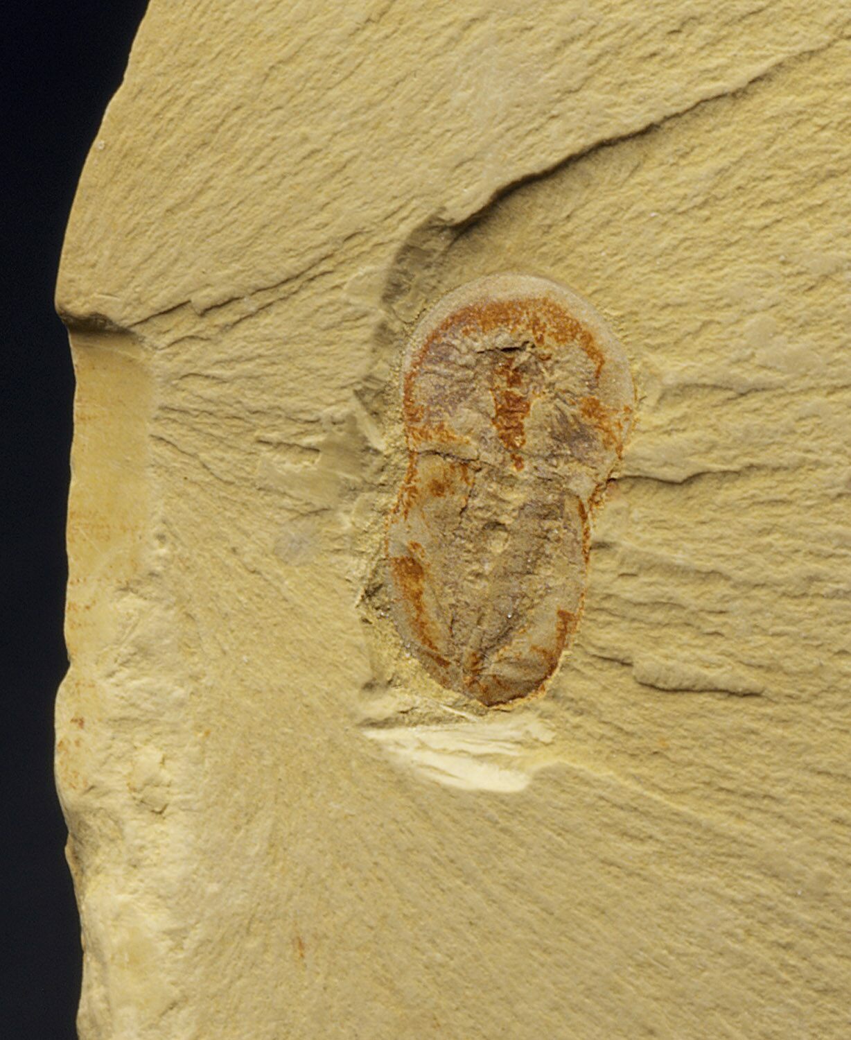 Soft-Bodied Naraoiid Arthropod (Naraoia) For Sale (#14932) - FossilEra.com