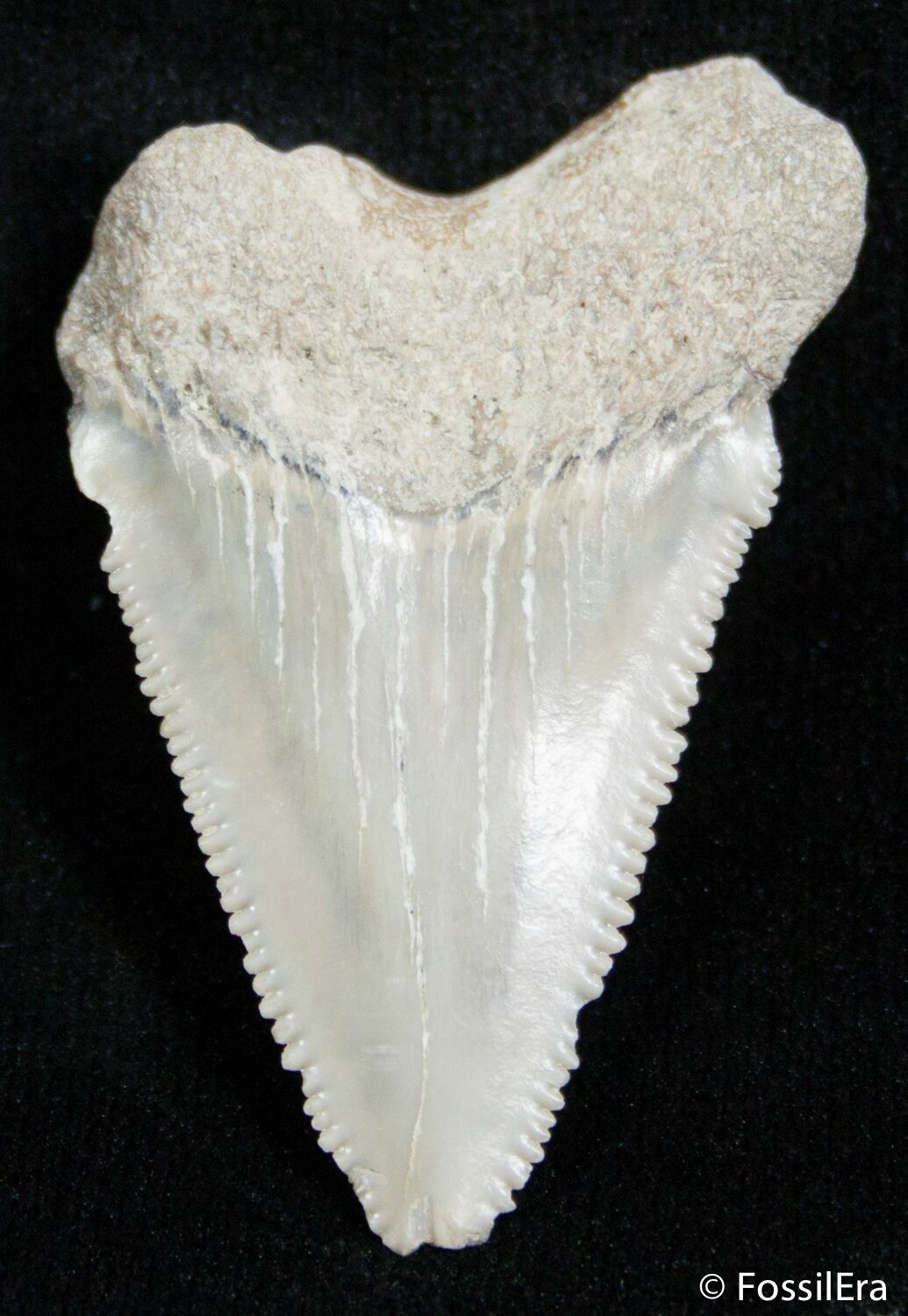1 1/2 Inch Chubutensis Fossil Shark Tooth For Sale (#2427) - FossilEra.com