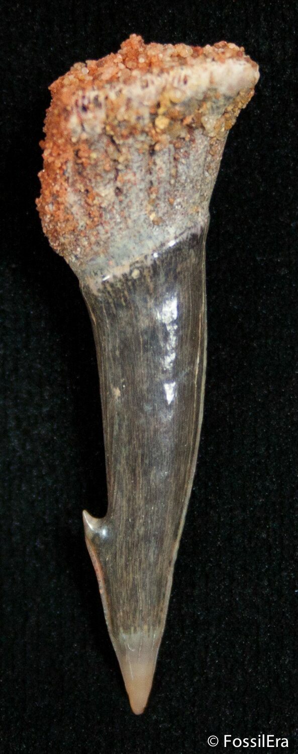 Well Preserved Onchopristis Barb (Giant Sawfish) For Sale (#2462 ...