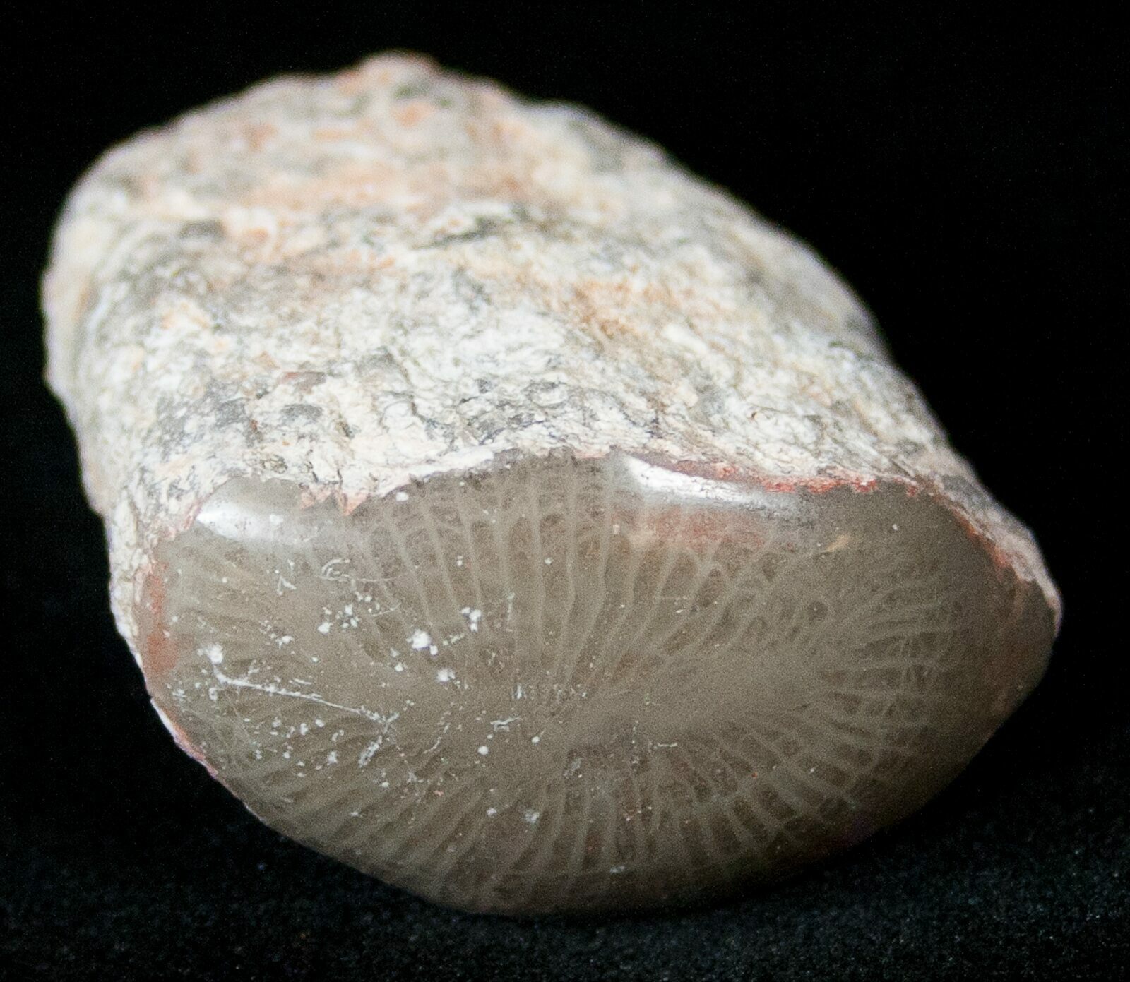Horn Coral Fossils For Sale - FossilEra.com