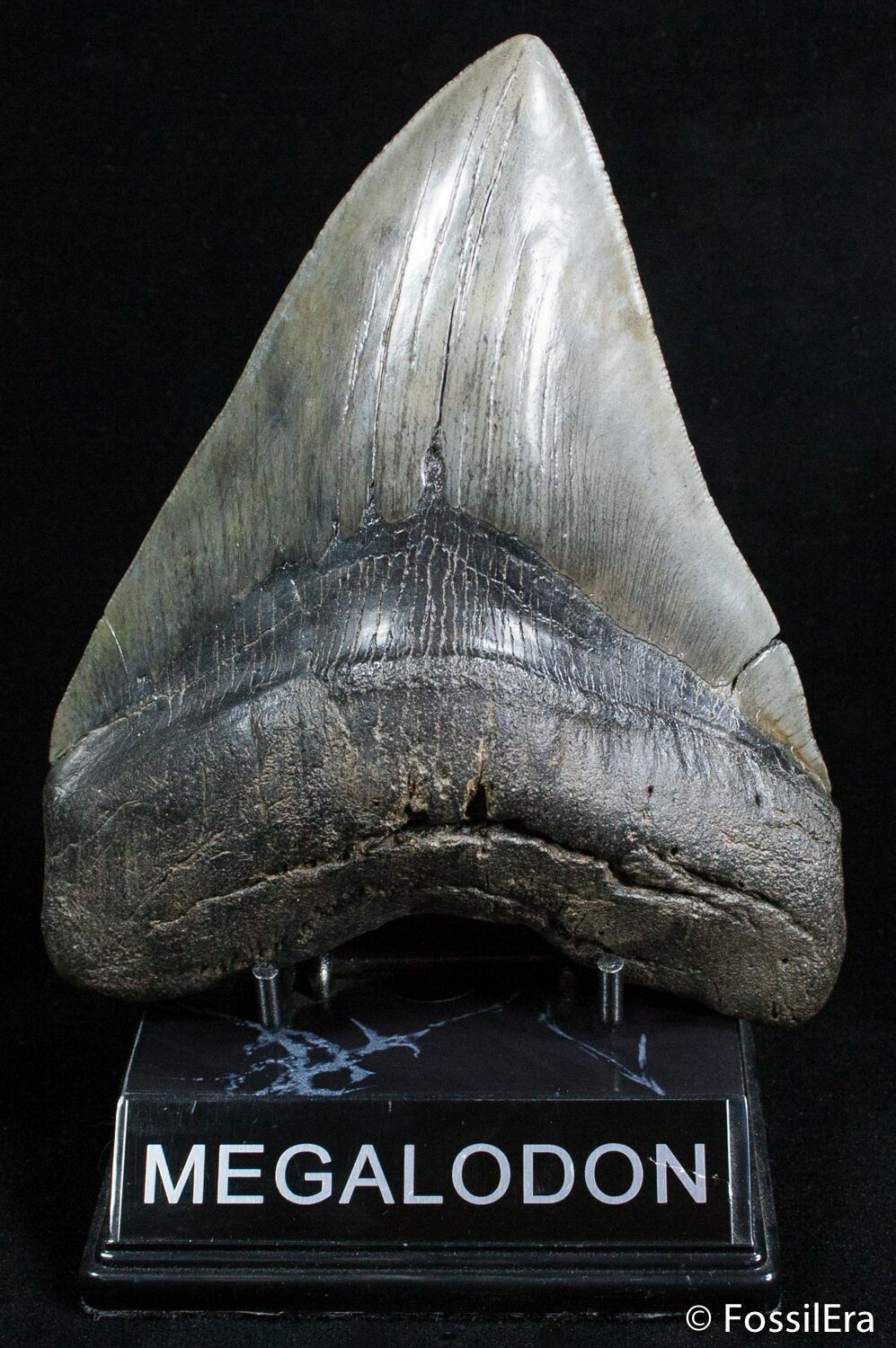 Mega Megalodon Tooth - 6.08 Inches For Sale (#2485) - FossilEra.com