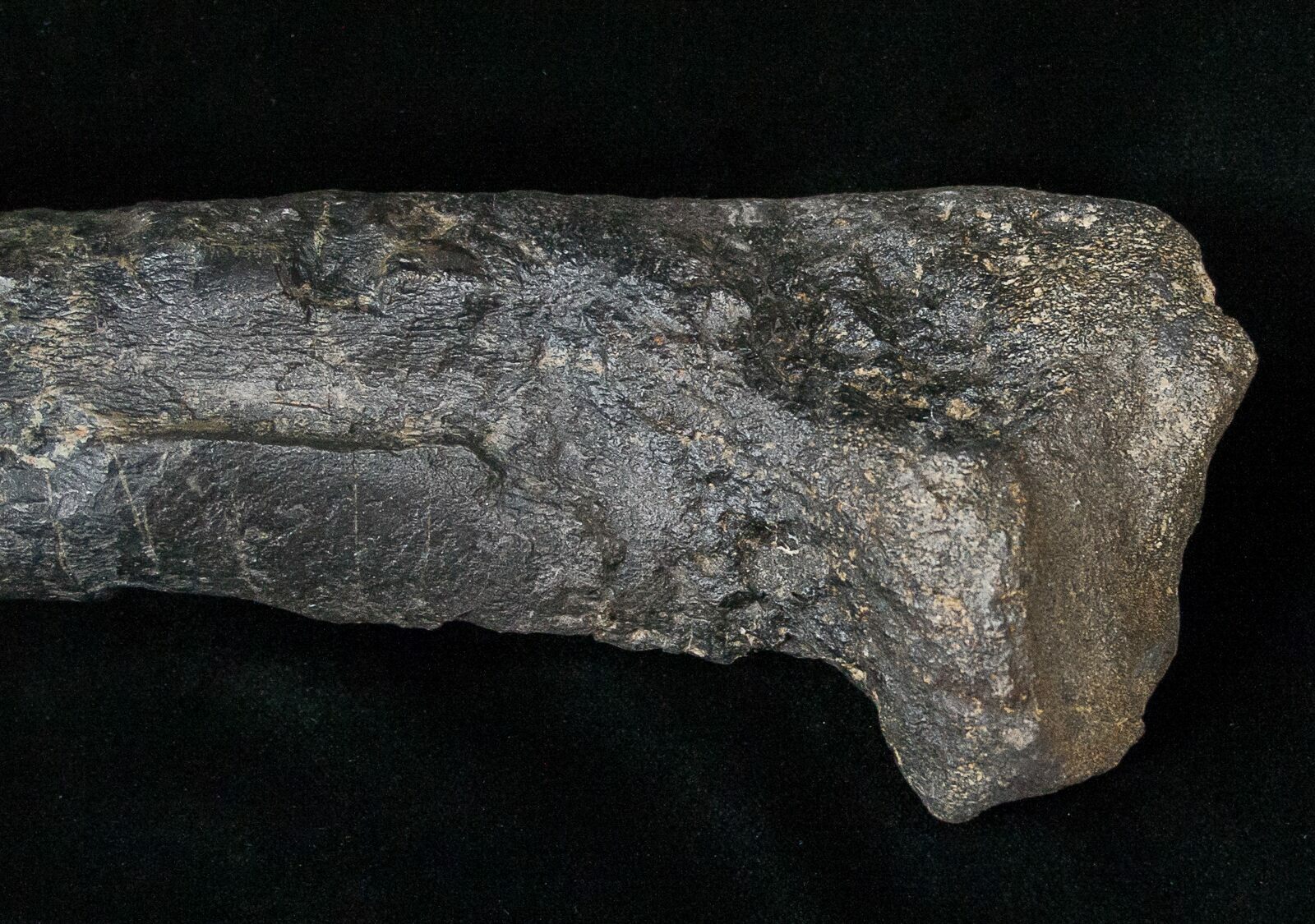 12.75" Allosaurus Metatarsal (Toe) Bone - With Stand For Sale (#15321 ...