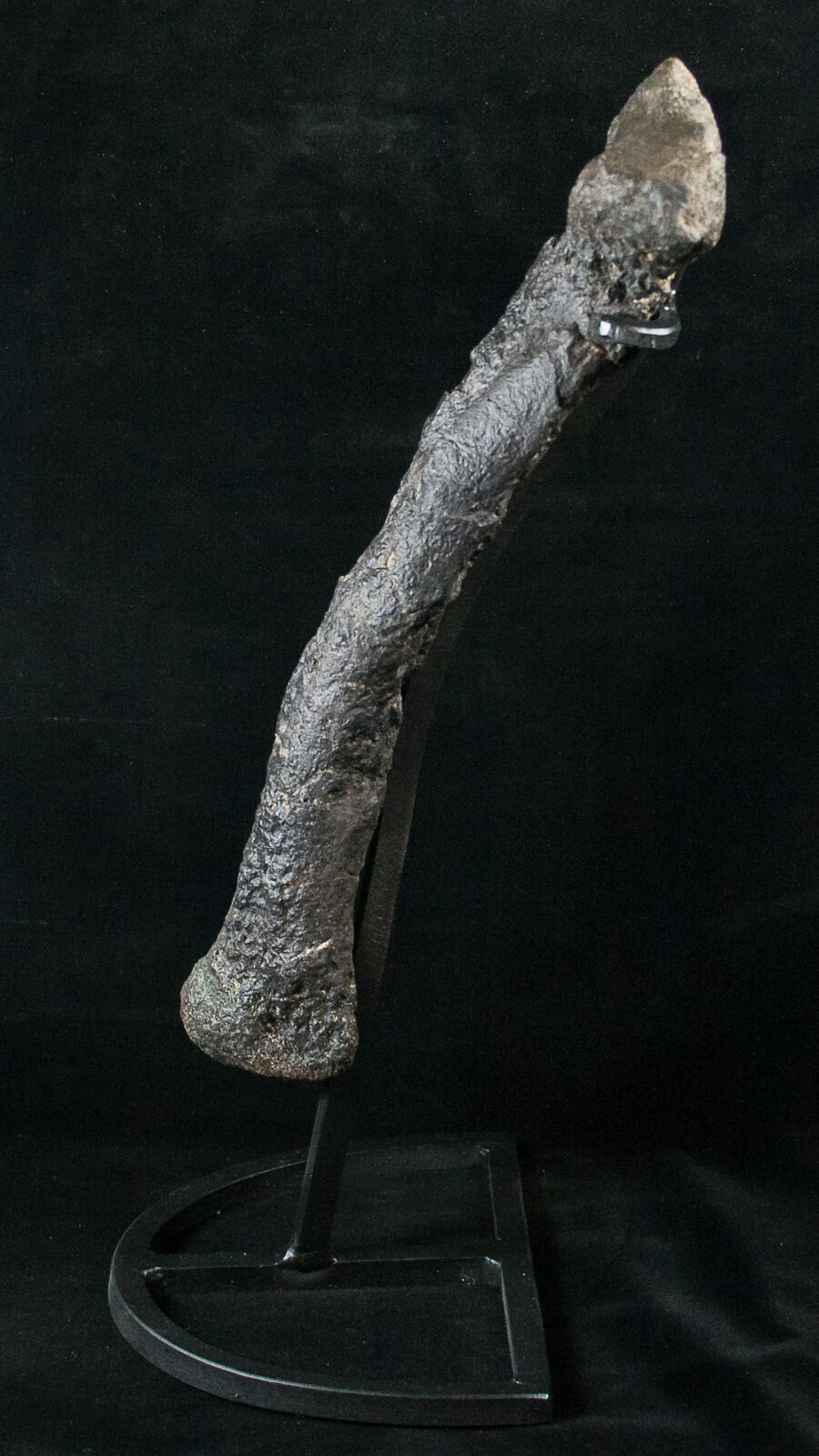 12.75" Allosaurus Metatarsal (Toe) Bone - With Stand For Sale (#15321 ...