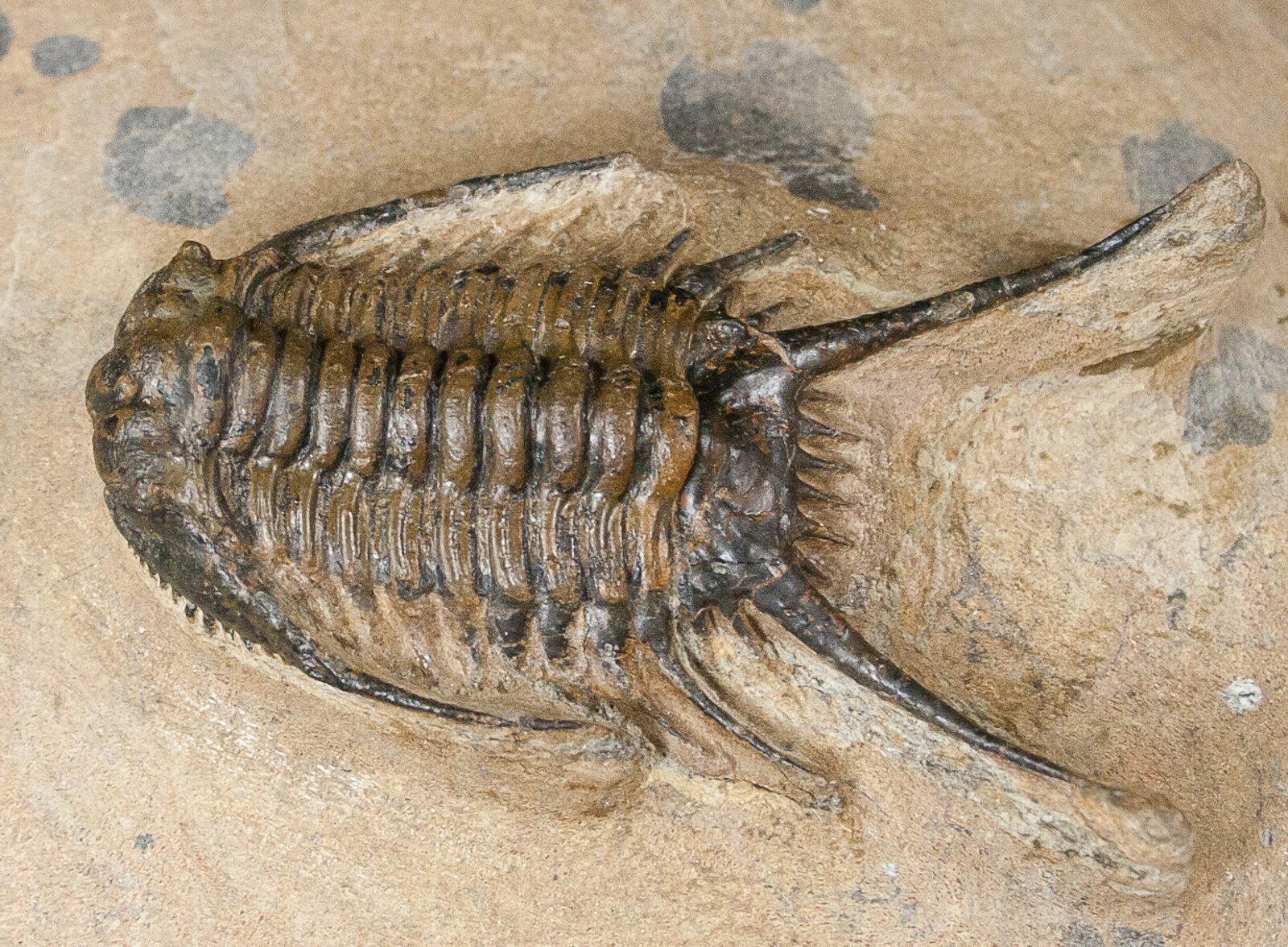 2.65" Long Chlustinia Trilobite - Rare Species For Sale (#15555 ...