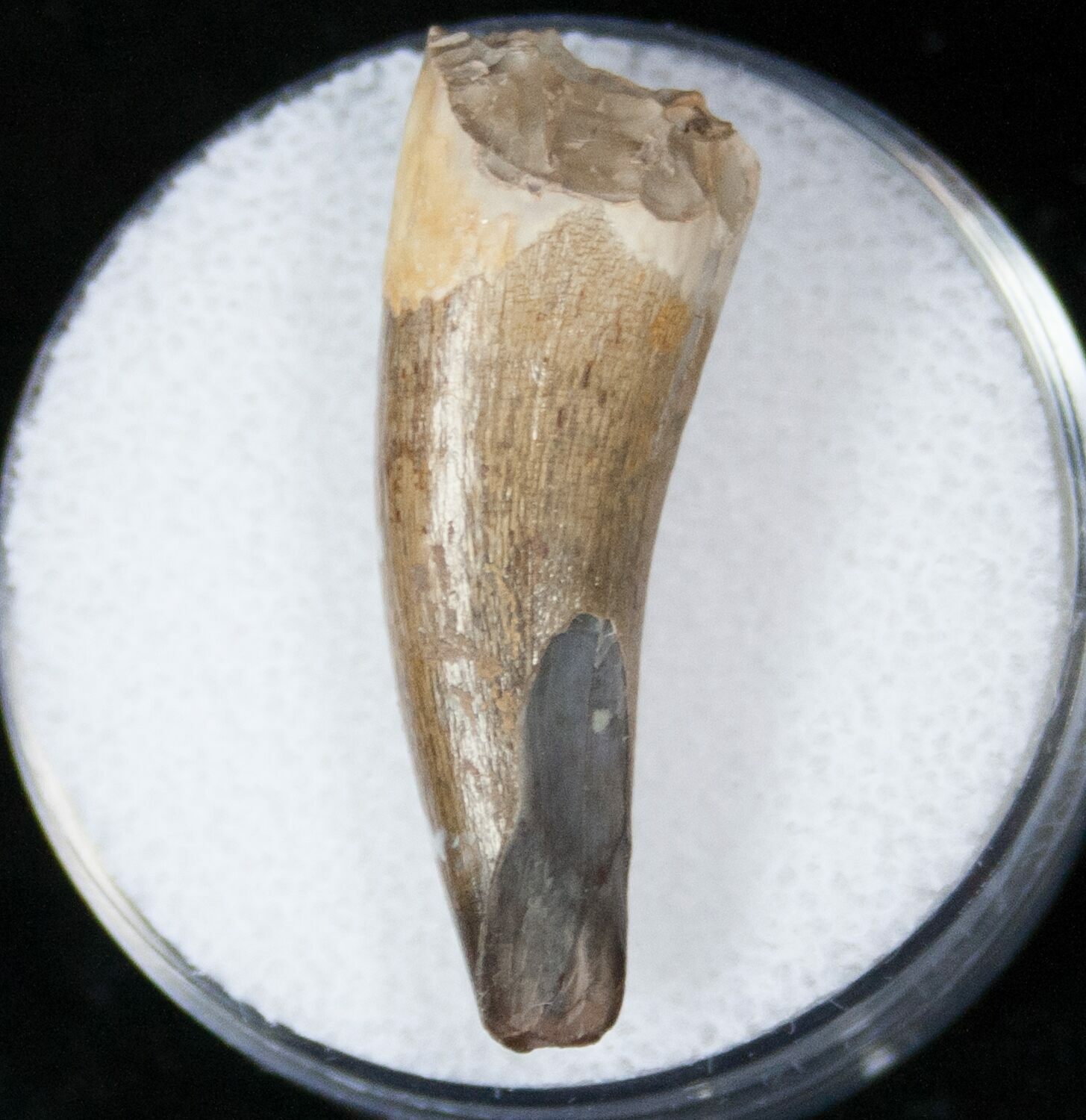 Large Anterior Phytosaur (Pseudopalatus) Tooth For Sale (#15566 ...