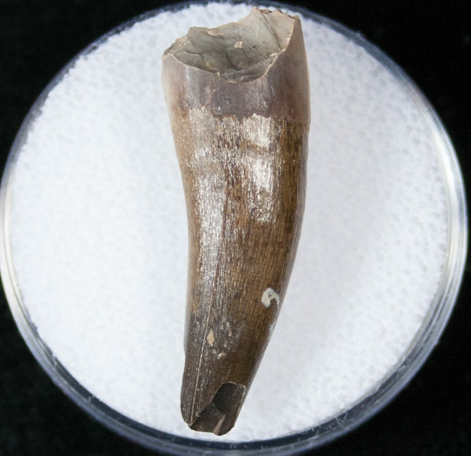 Large Anterior Phytosaur (Pseudopalatus) Tooth For Sale (#15566 ...