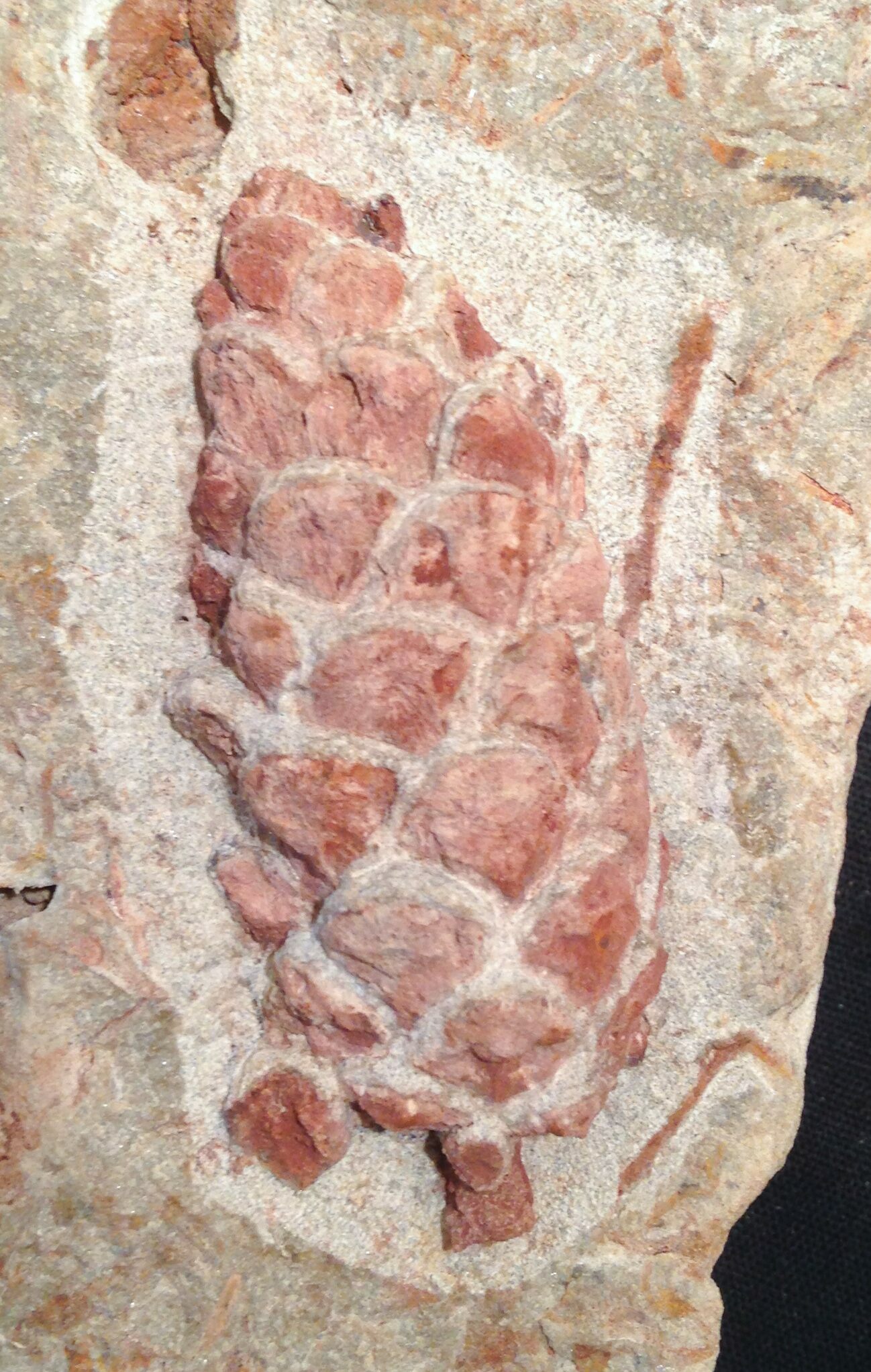 3D, Oligocene Aged Fossil Pine Cone - Germany For Sale (#15587 ...