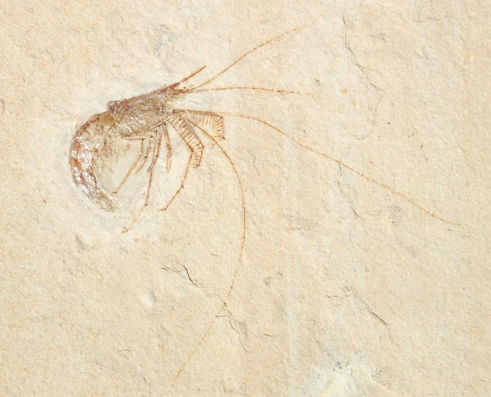 World Class Fossil Shrimp (Aeger tipularius) - Solnhofen For Sale ...