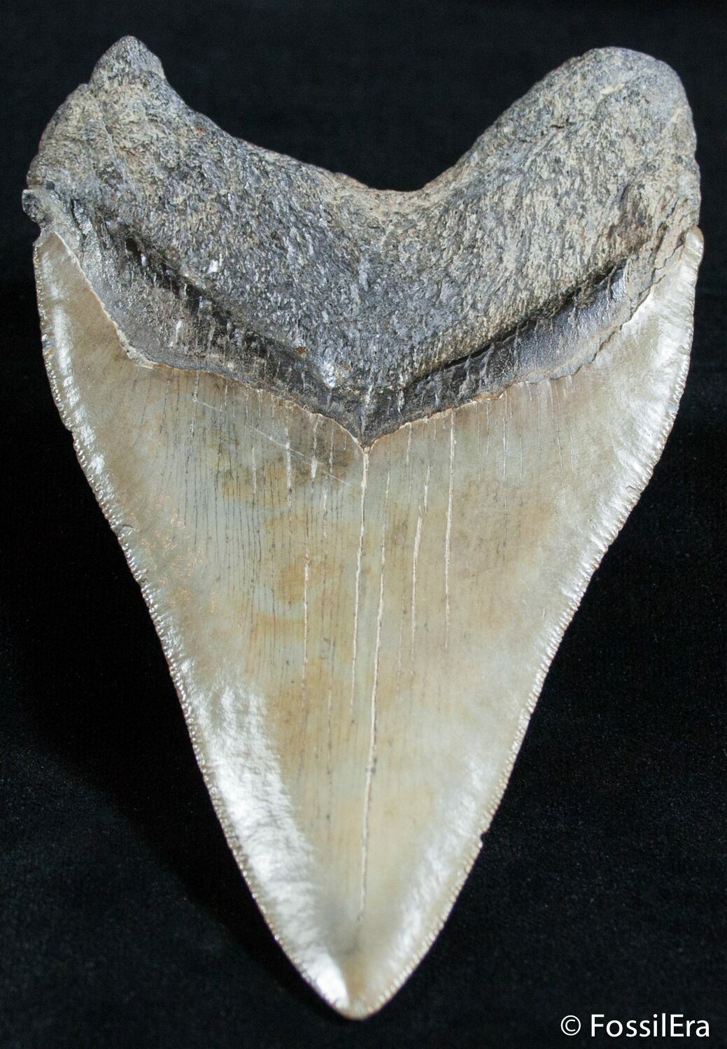 Dagger Megalodon Tooth - 4.98 Inches For Sale (#2578) - FossilEra.com
