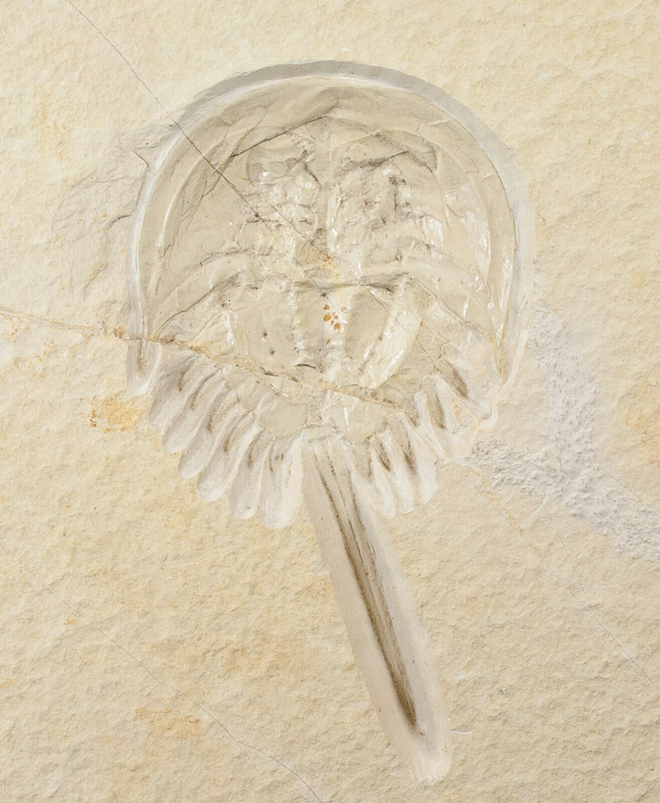 Top Quality 5.1" Horseshoe Crab (Mesolimulus) Fossil For Sale (#15622 ...