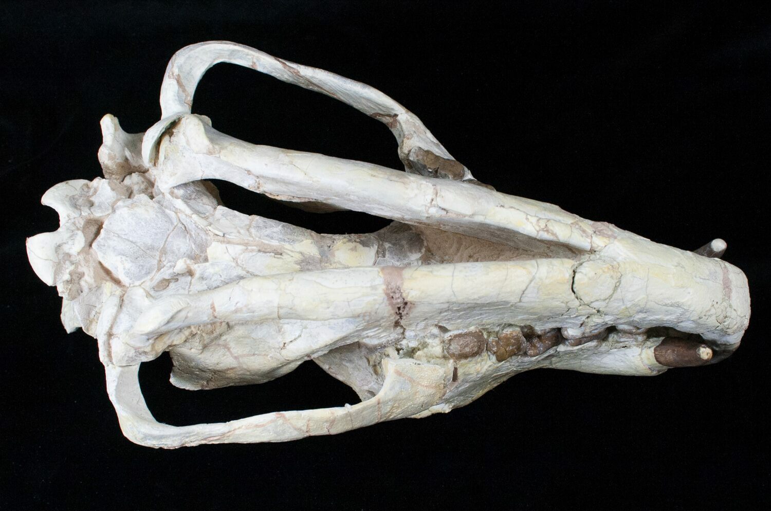 9.4" Hyaenodon Skull - White River Formation For Sale (#15788 ...