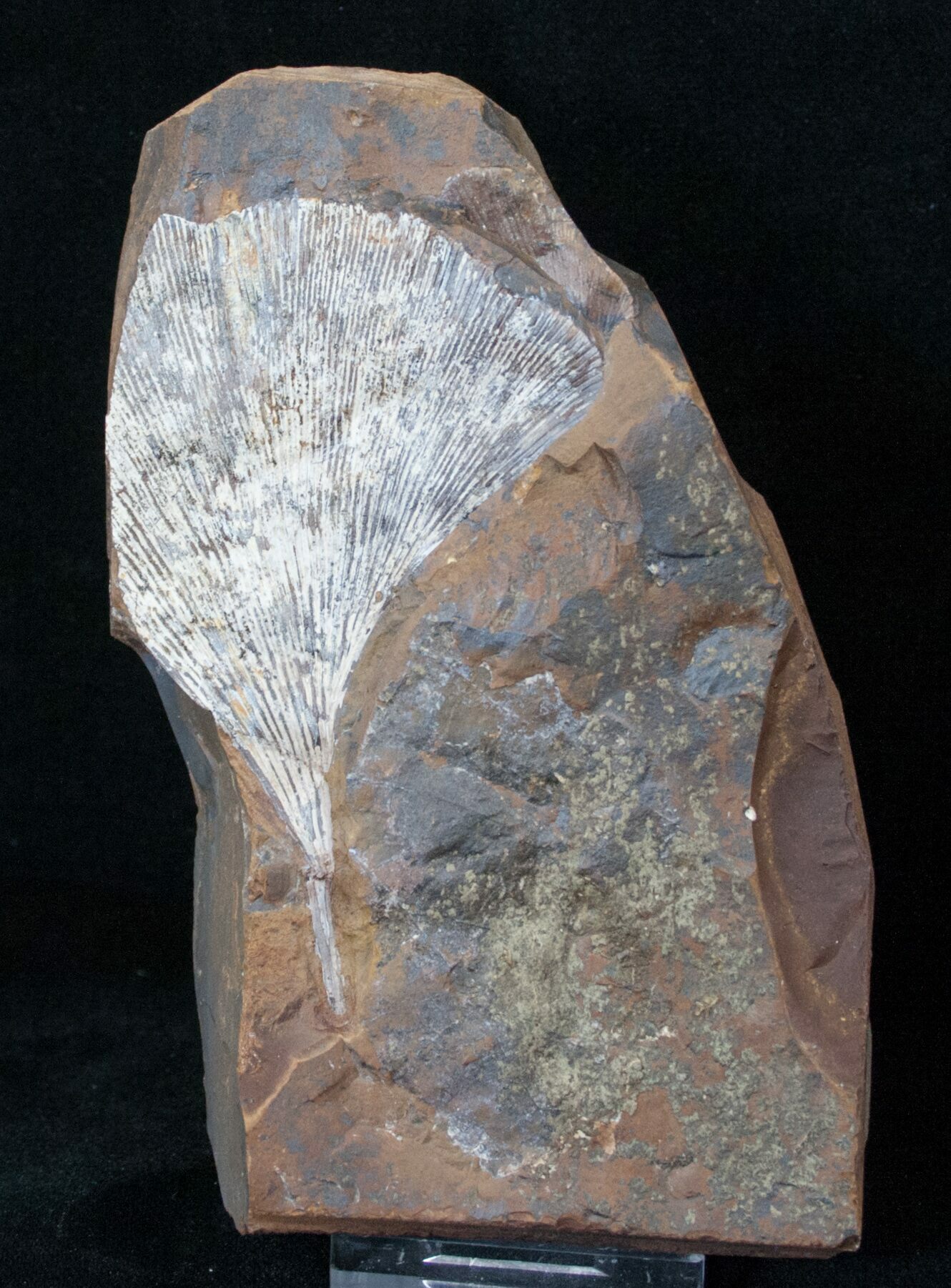 3.4" Fossil Ginkgo Leaf From North Dakota - Paleocene For Sale (#15806 ...