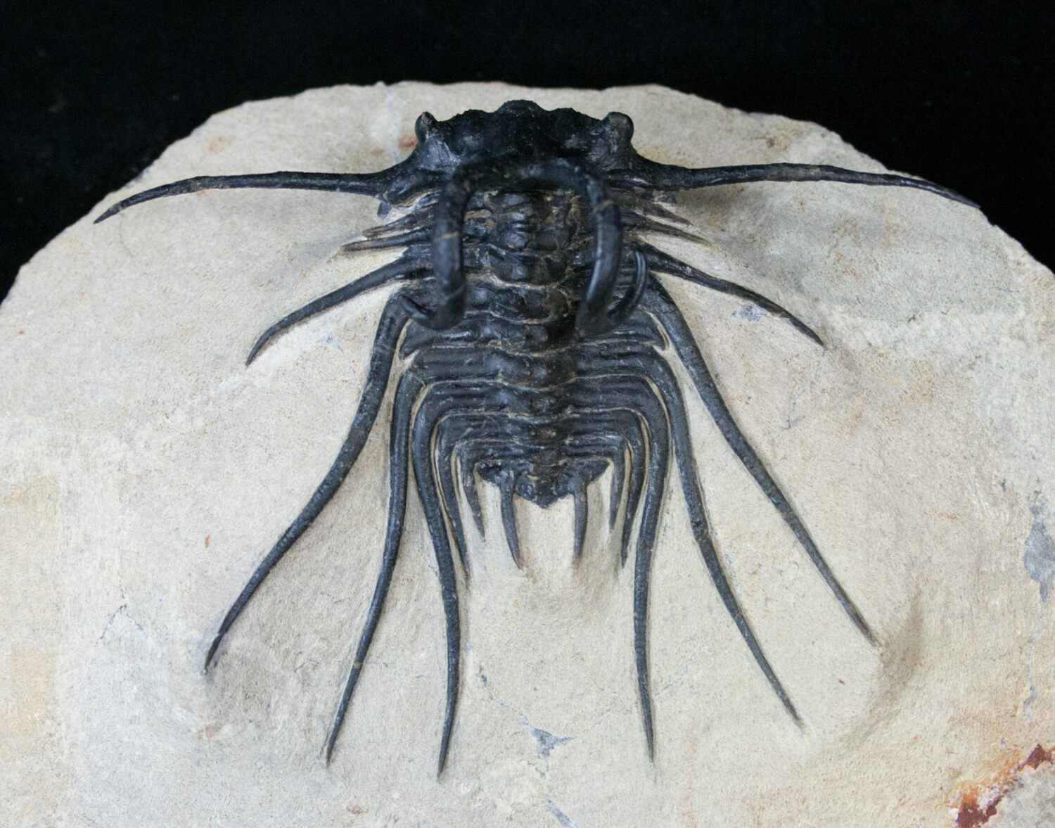 2.2" Long Dicranurus Monstrosus Trilobite For Sale (#15871) - FossilEra.com