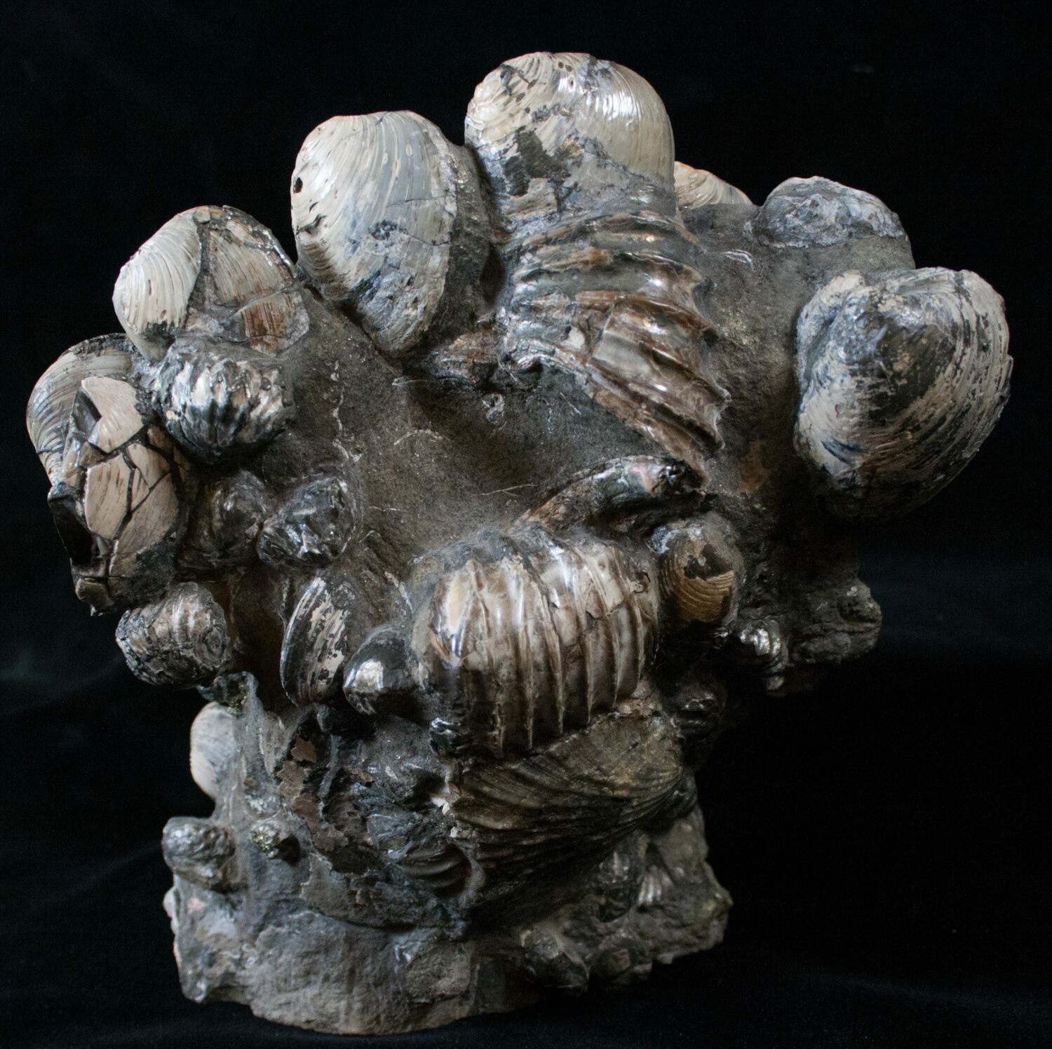 7" Tall Cretaceous Fossil Clam Cluster - Russia For Sale (#15591 ...