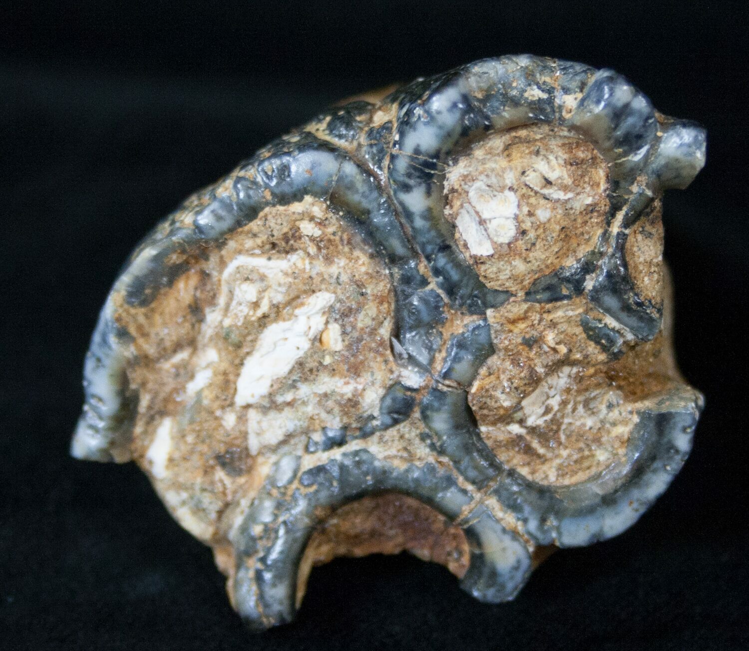 Hippo Molar? - Fossil ID - The Fossil Forum