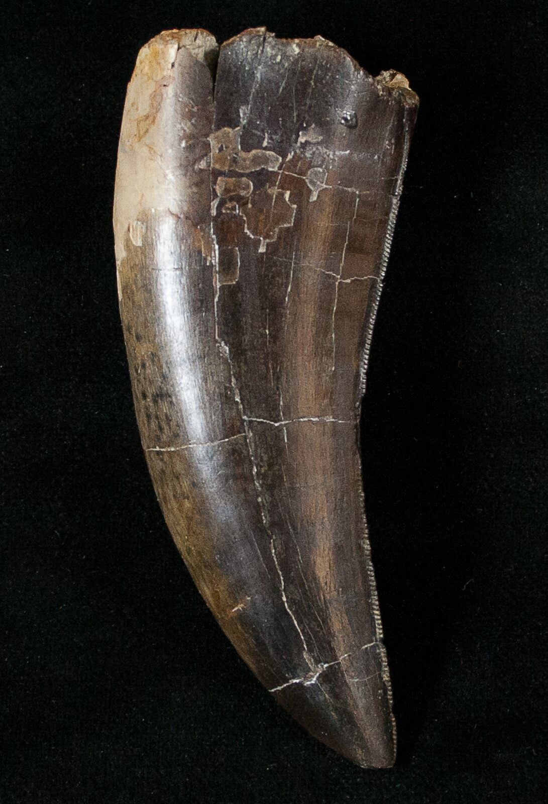 Beautiful 3.23" Daspletosaurus (Tyrannosaur) Tooth For Sale (#16005 ...