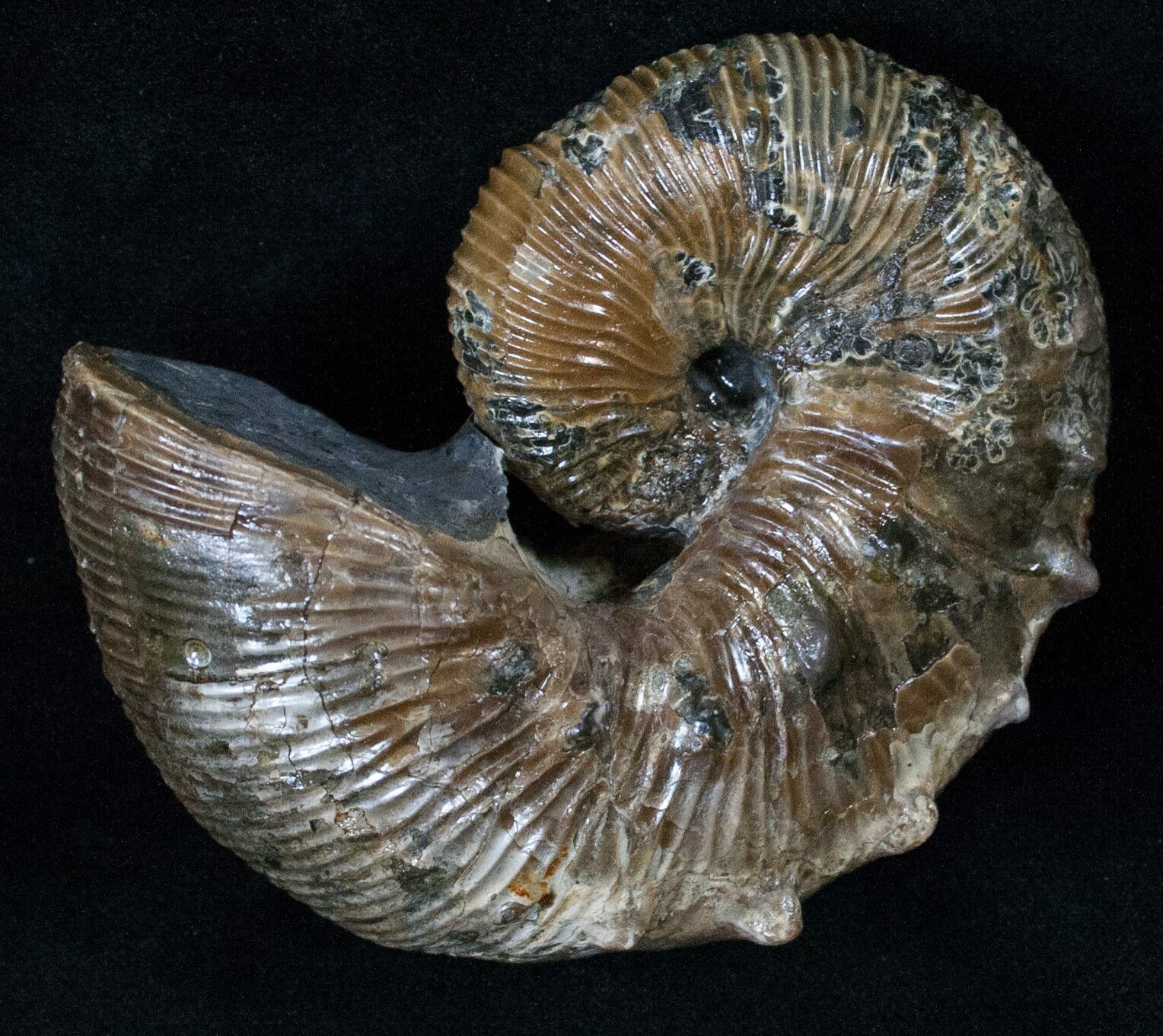 3.2" Hoploscaphites Nodosus Ammonite - Iridescent Shell For Sale ...