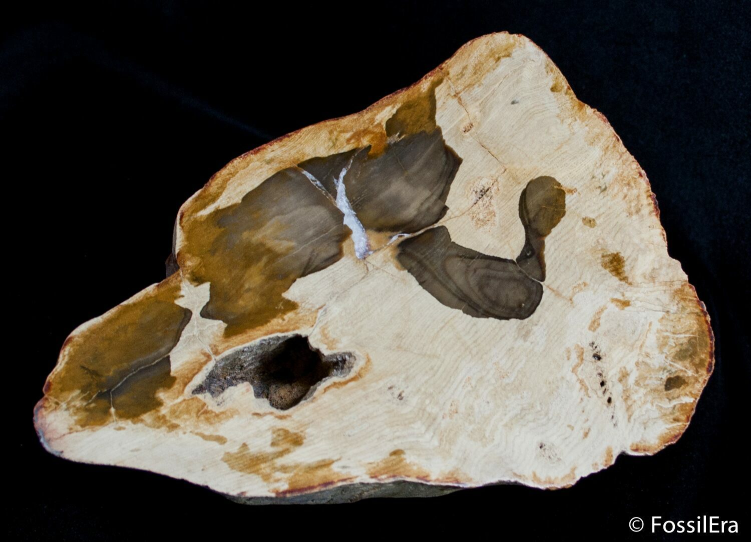 Petrified Driftwood - Rogers Mountain, Oregon For Sale (#2728 ...