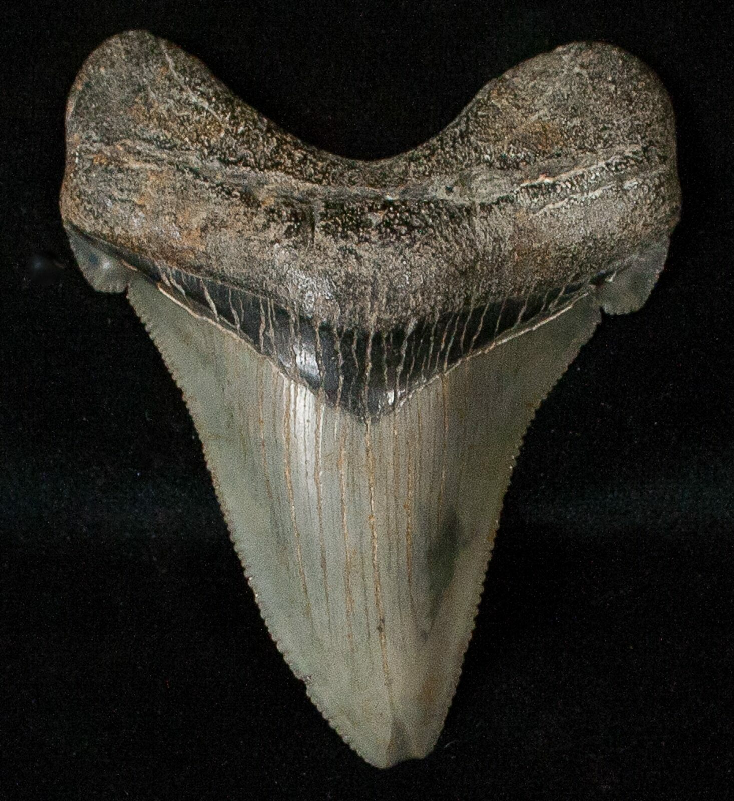 2.56" Serrated Angustidens Tooth - Megalodon Ancestor For Sale (#16588 ...