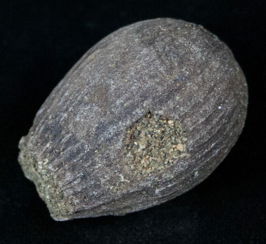 Cretaceous Palm Fruit Fossil - Hell Creek Formation For Sale (#16620 ...