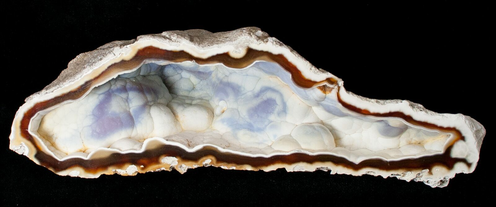 6.4" Agatized Fossil Coral From Florida - Florida For Sale (#16624 ...