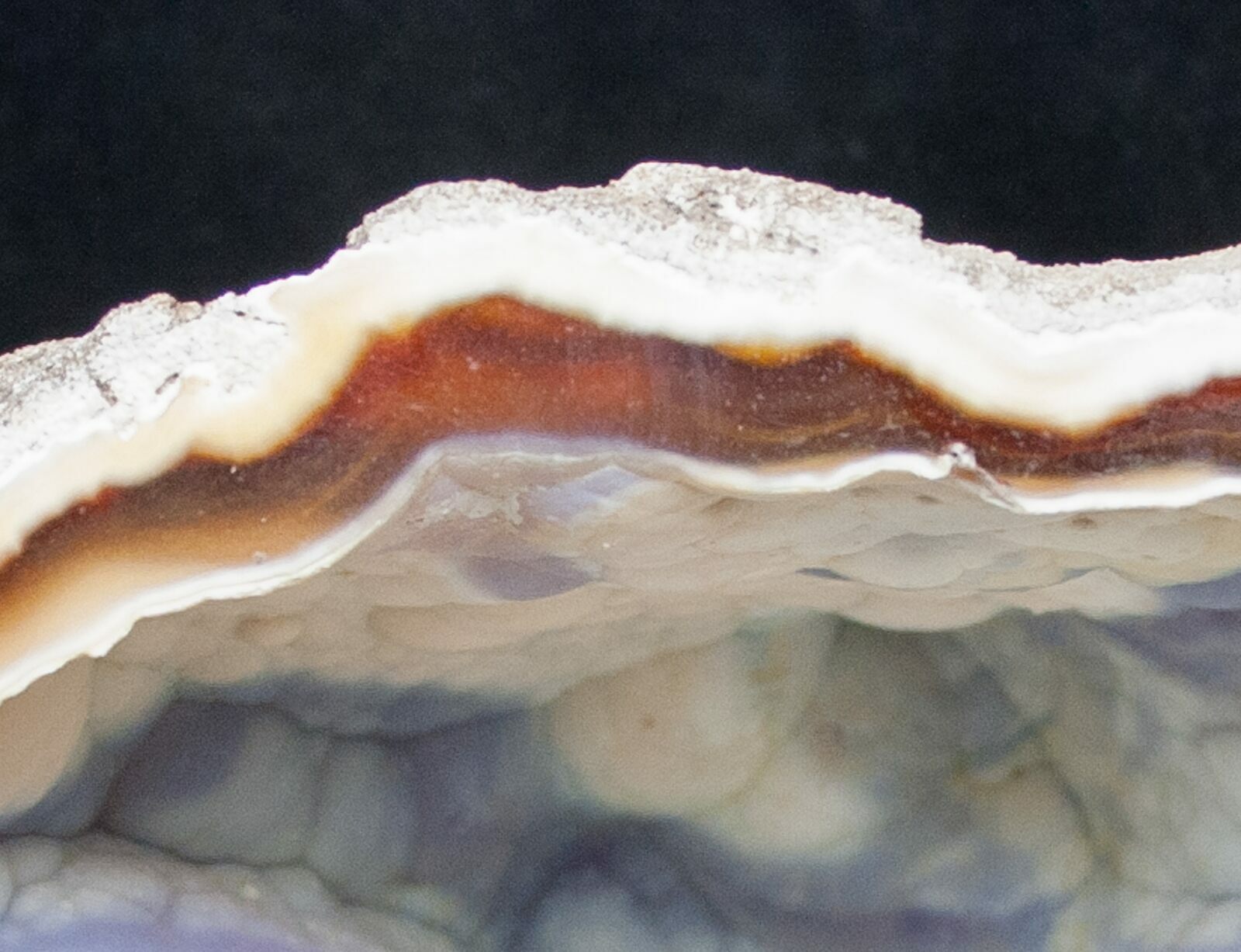 6.4" Agatized Fossil Coral From Florida - Florida For Sale (#16624 ...