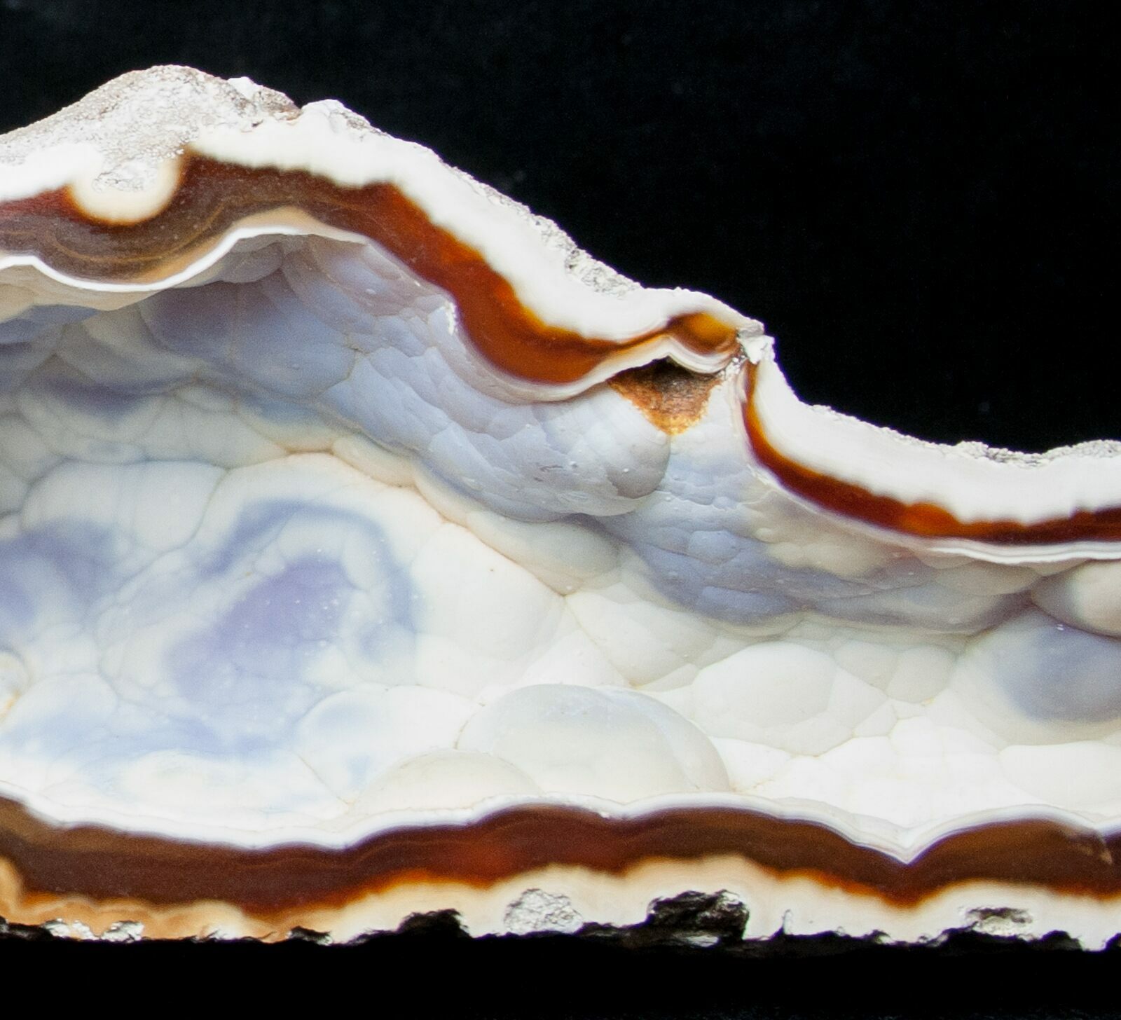 6.4" Agatized Fossil Coral From Florida - Florida For Sale (#16624 ...