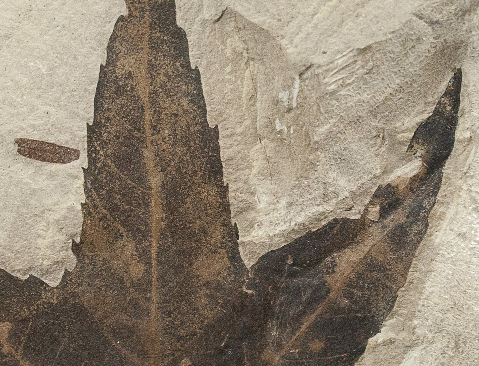 Fossil Acer (Maple) Leaf - Green River Formation For Sale (#16625 ...