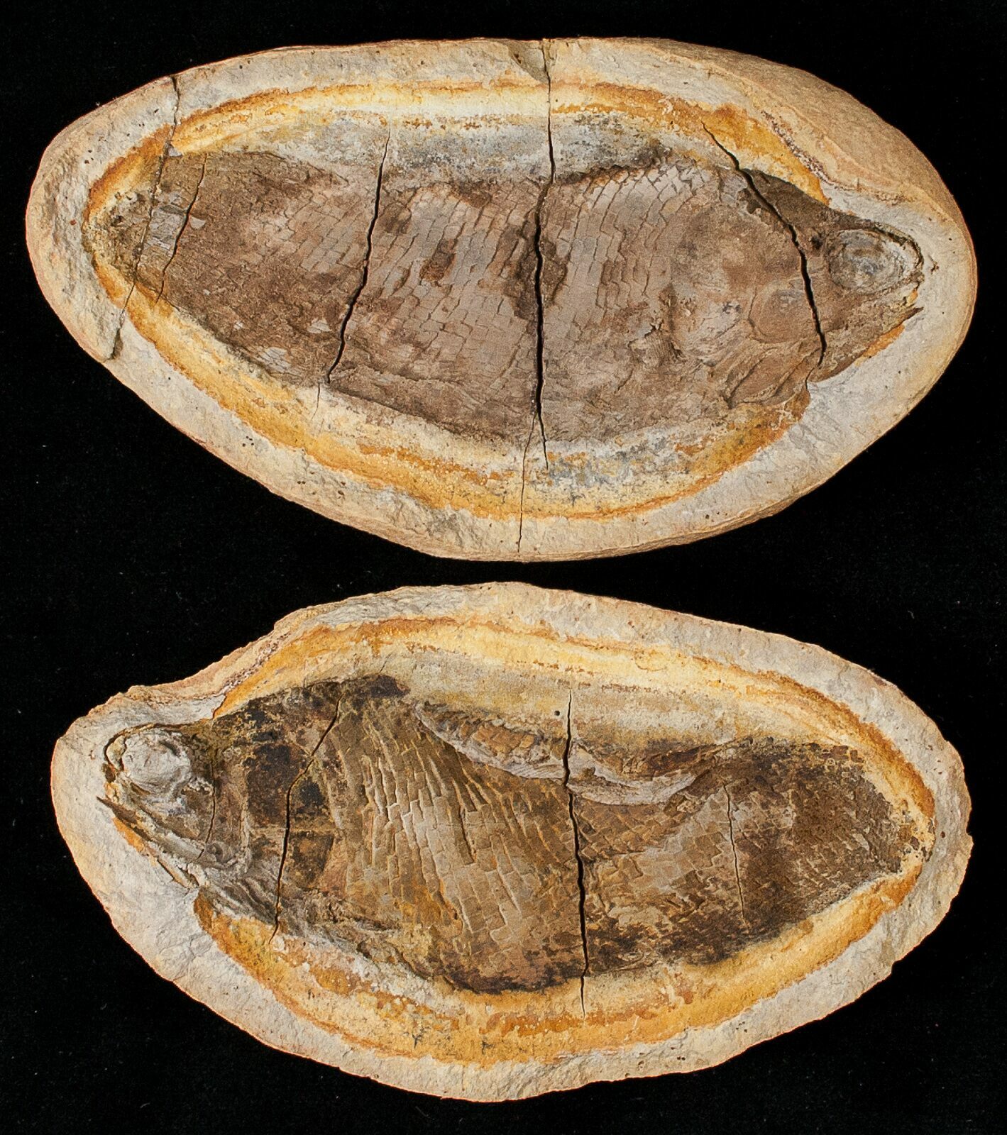 4.43" Boreosomus Fossil Fish From Madagascar - Triassic For Sale ...