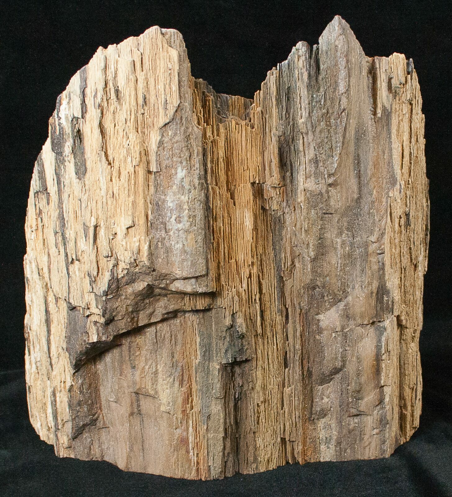 7.3" Free-Standing Petrified Wood (Ash) - McDermitt, OR For Sale ...