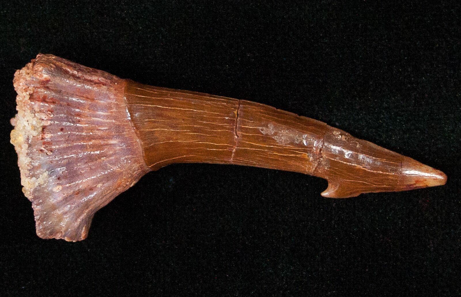 2.1" Onchopristis (Giant Sawfish) Rostral Barb/Tooth For Sale (#16934 ...